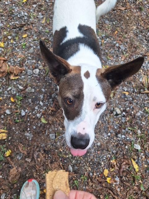 Dog for adoption - Elsa, a Jack Russell Terrier Mix in allentown, PA ...
