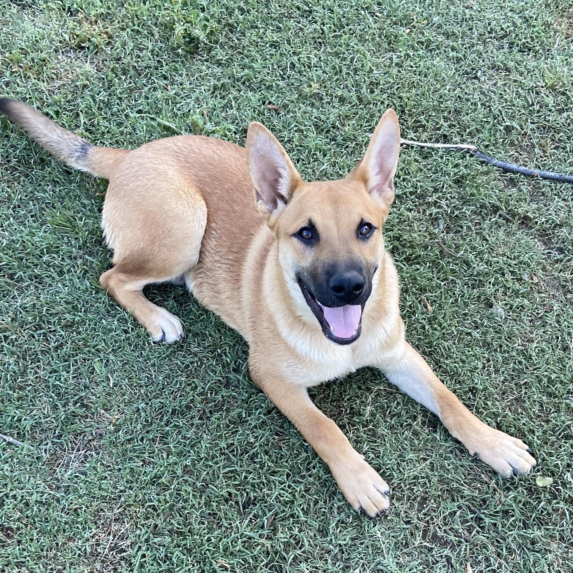 Dog for adoption - Rosco, a Shepherd Mix in Salt Lake City, UT | Petfinder