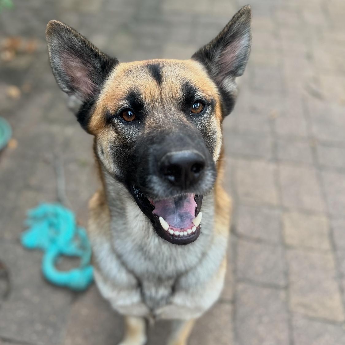 Dog for adoption - Harley, a German Shepherd Dog Mix in Austin, TX ...