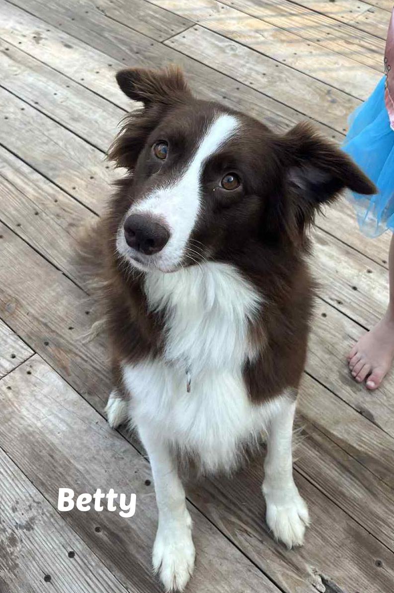 Dog for adoption - Betty, a Border Collie in Seymour, IN | Petfinder