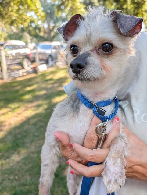 Dog for adoption - Chappy, a Yorkshire Terrier & Poodle (Toy) Mix in Pass Christian, MS | Petfinder