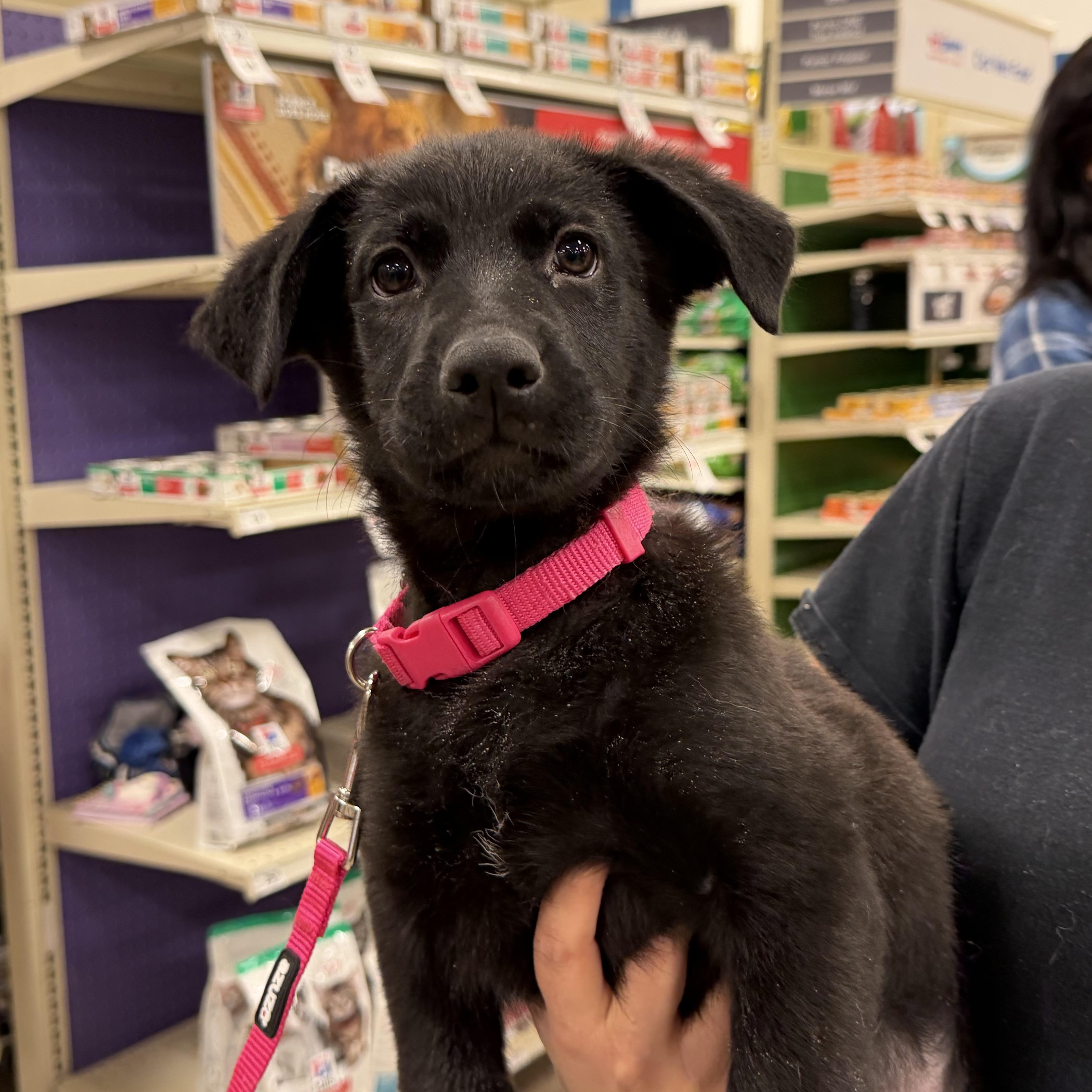 Cupid - Adoptable Pet | Petfinder | Petfinder