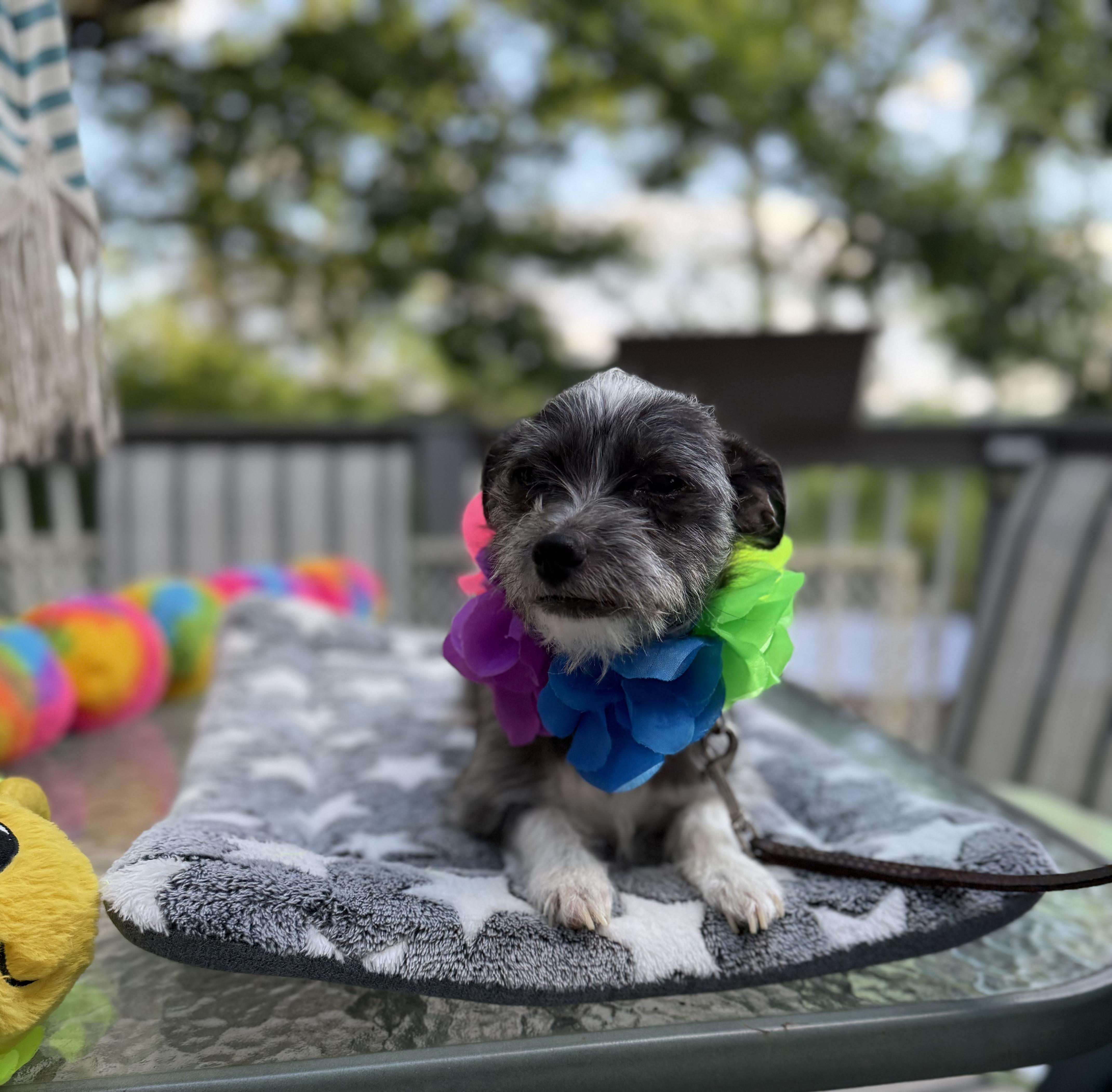 Aliah - Adoptable Pet | Petfinder | Petfinder