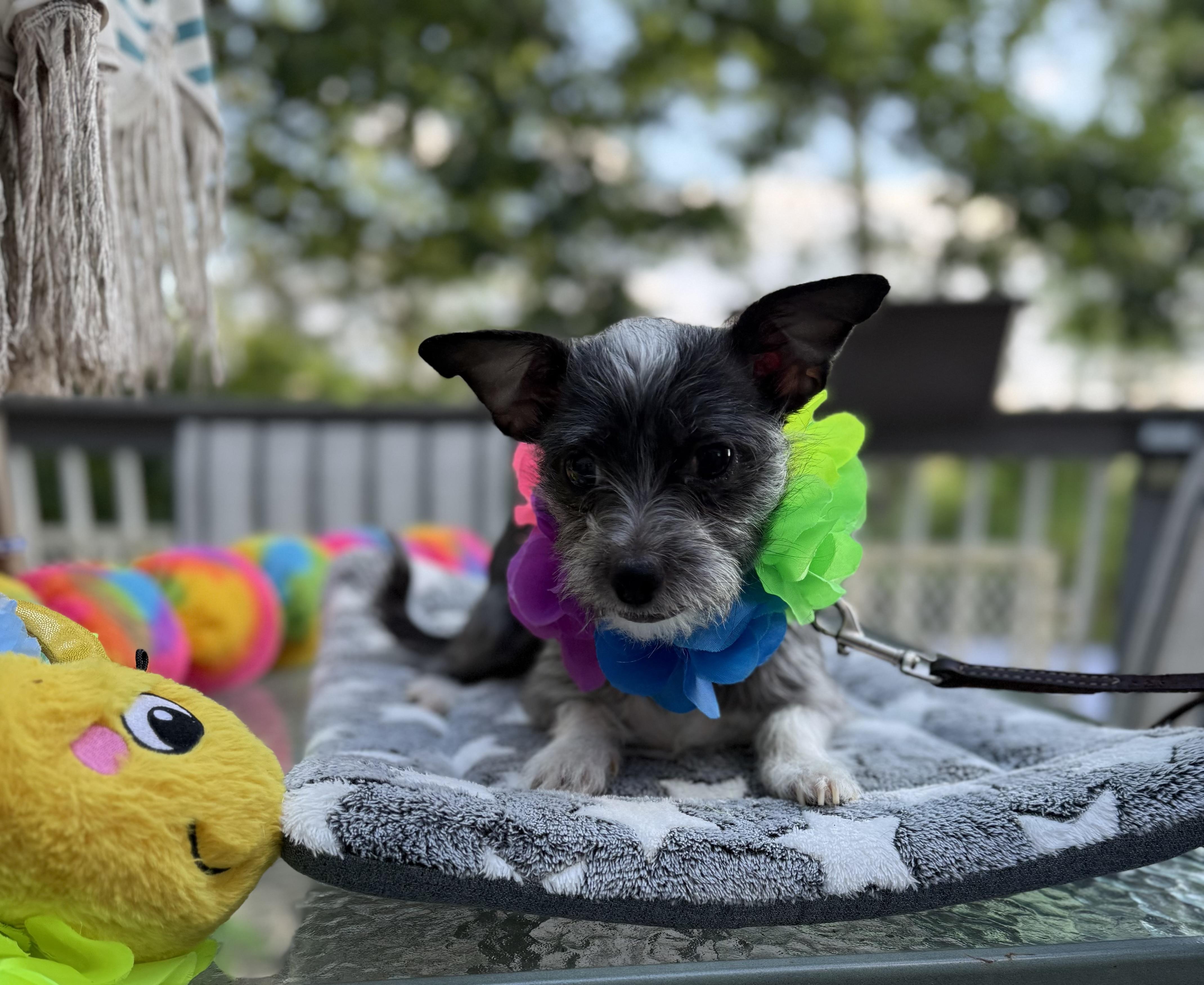 Aliah - Adoptable Pet | Petfinder | Petfinder