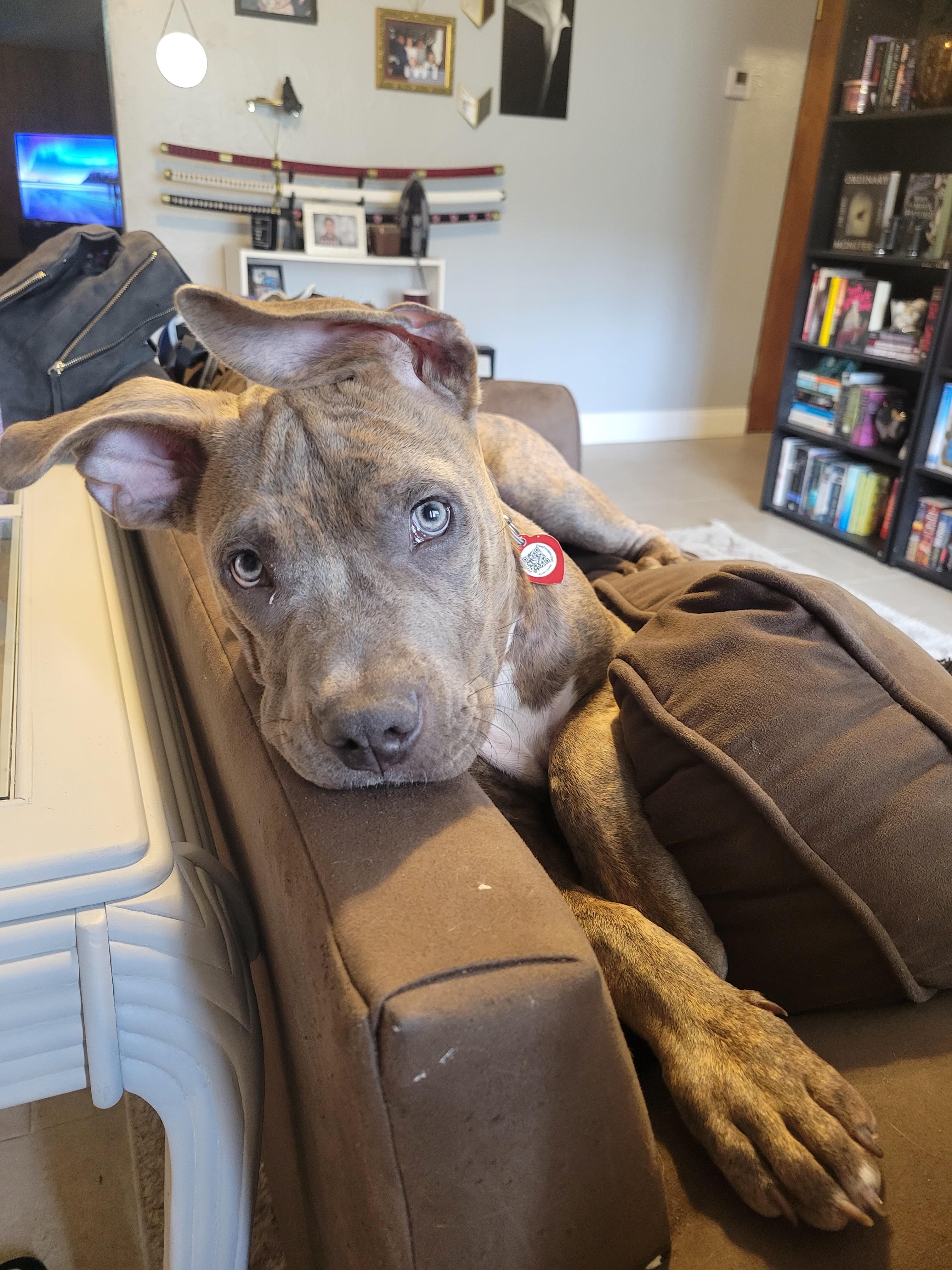 Dog for adoption - Enzo (FKA Oogie), a Terrier in Orlando, FL | Petfinder