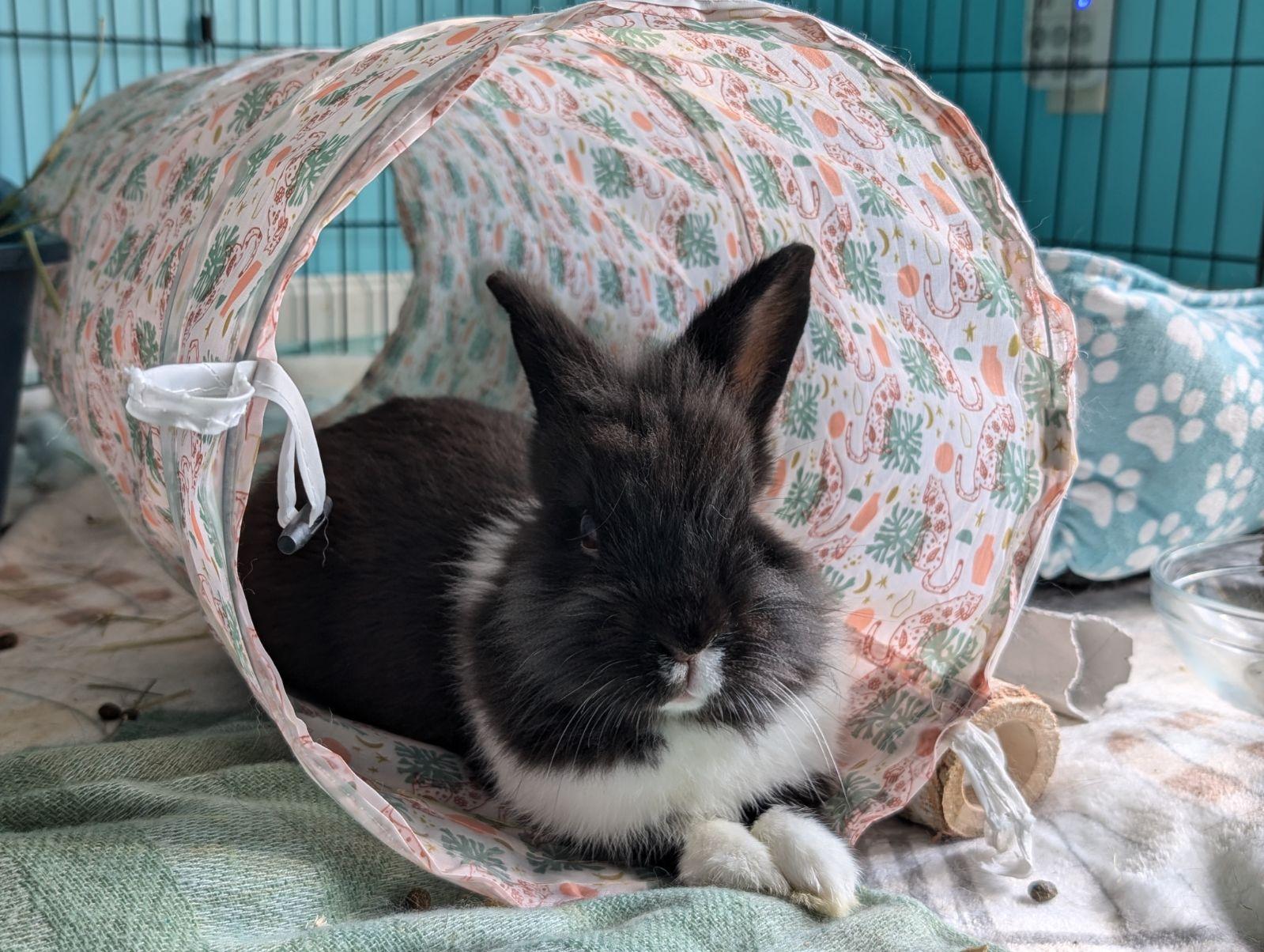 Rabbit for adoption - James Sir Booger the Twitch, a Dutch & Lionhead ...