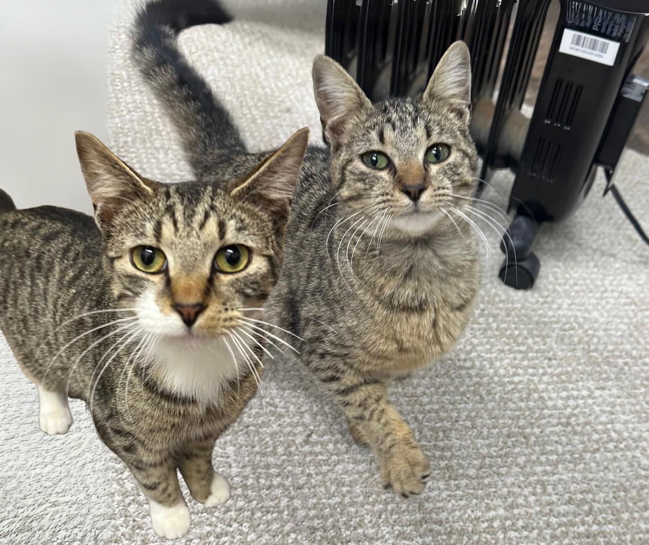 Cat for adoption - Remy and Reilly, a Domestic Short Hair in ...