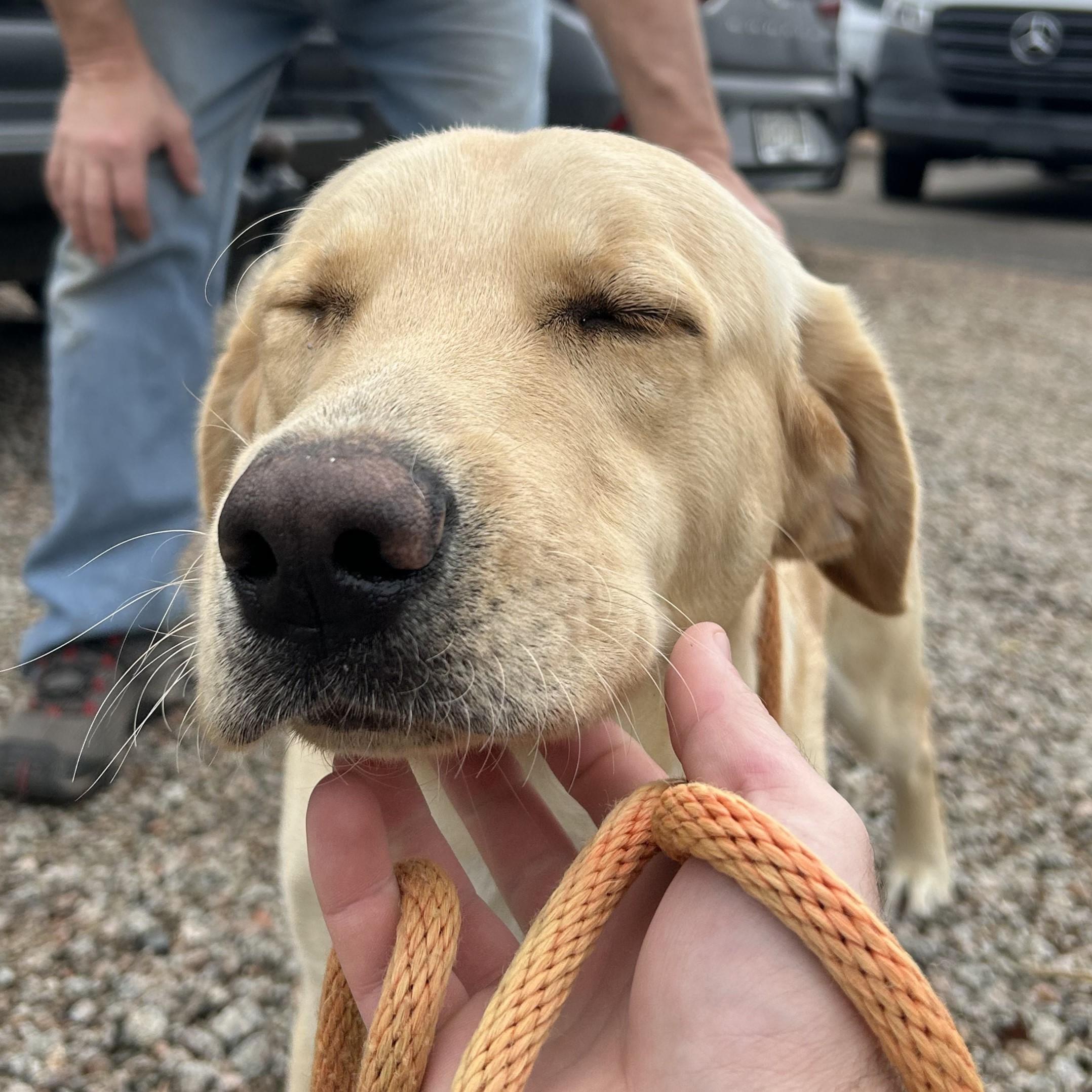 Dog for adoption - Riven, a Yellow Labrador Retriever in Pound, VA ...