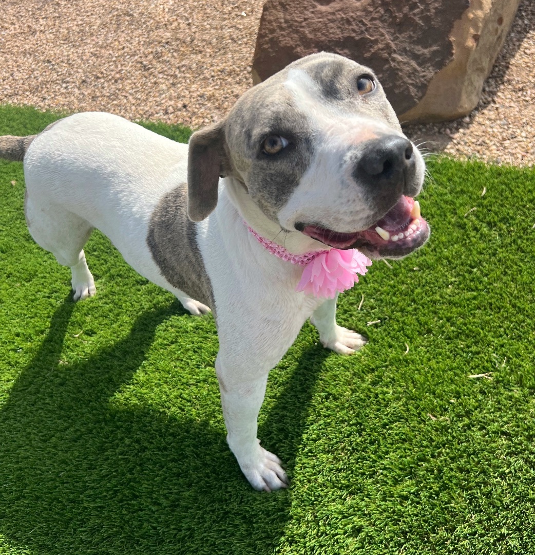 Dog for adoption - Ava, a Staffordshire Bull Terrier & Terrier Mix in ...