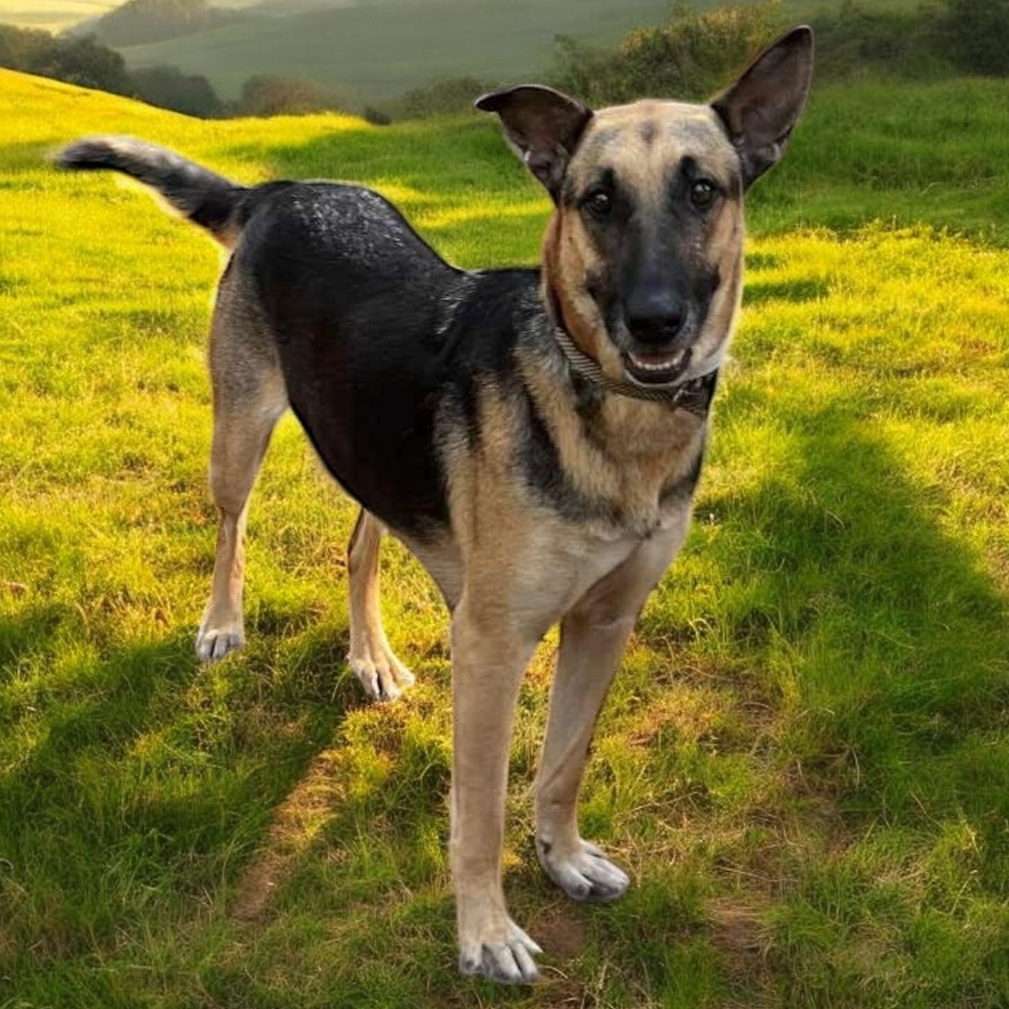 Dog for adoption - LITTLE BUDDY GS, a German Shepherd Dog in WILLISTON ...