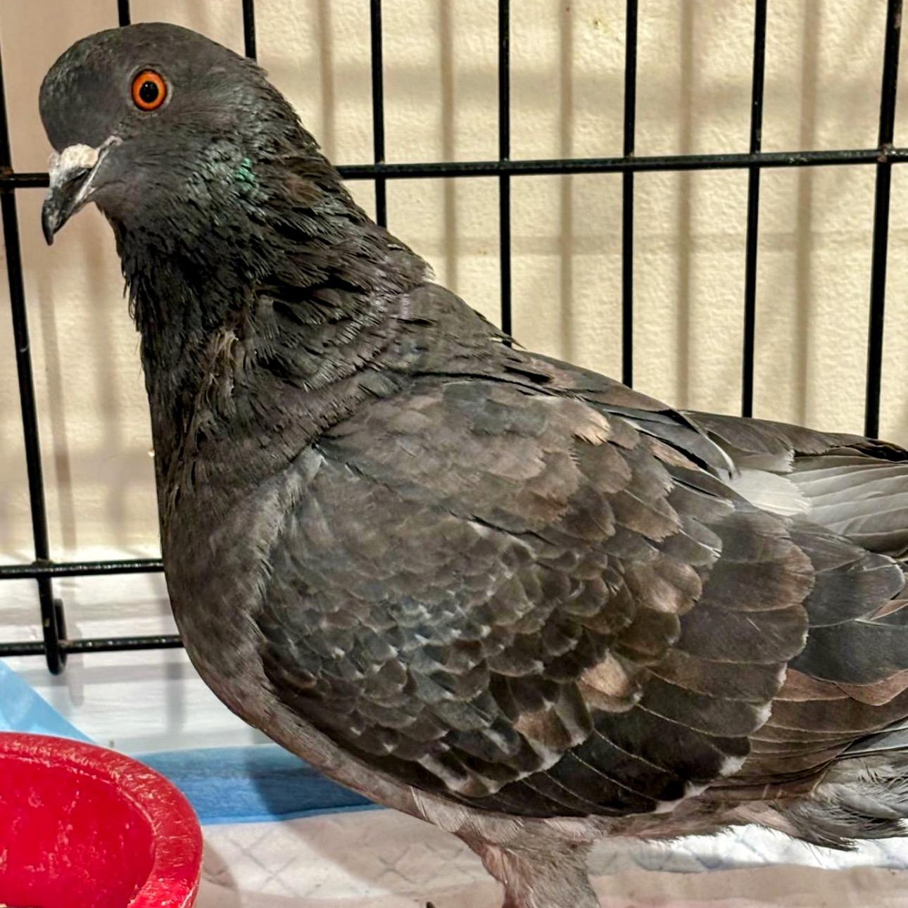 Dove for adoption - Tembo, a Pigeon in Chicago, IL | Petfinder