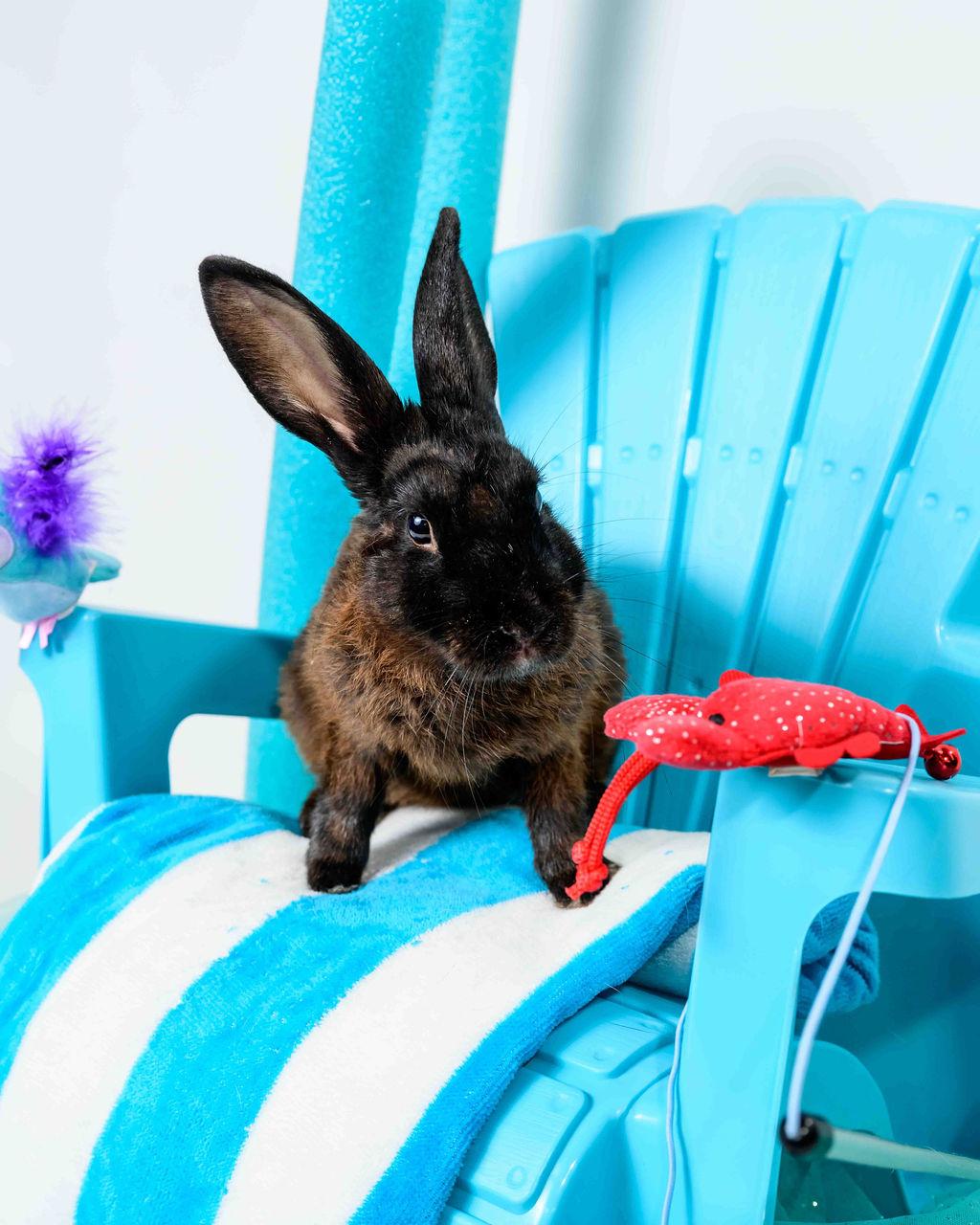 Rabbit for adoption - Mocha, a Silver Fox in Jefferson, LA | Petfinder