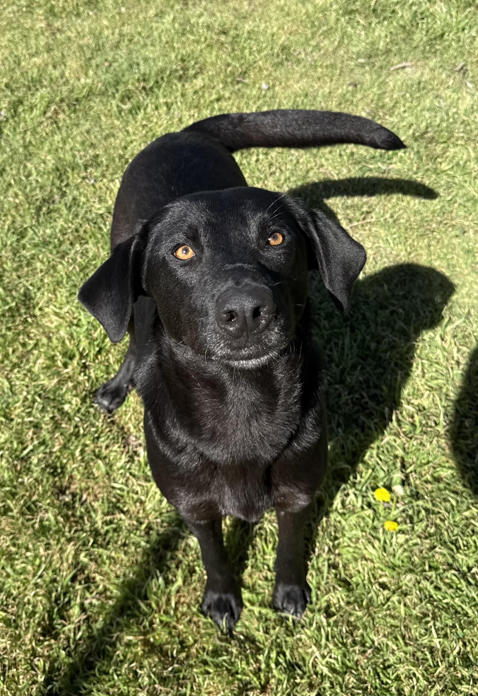 Dog for adoption - Sasha, a Black Labrador Retriever in Denver, CO | Petfinder