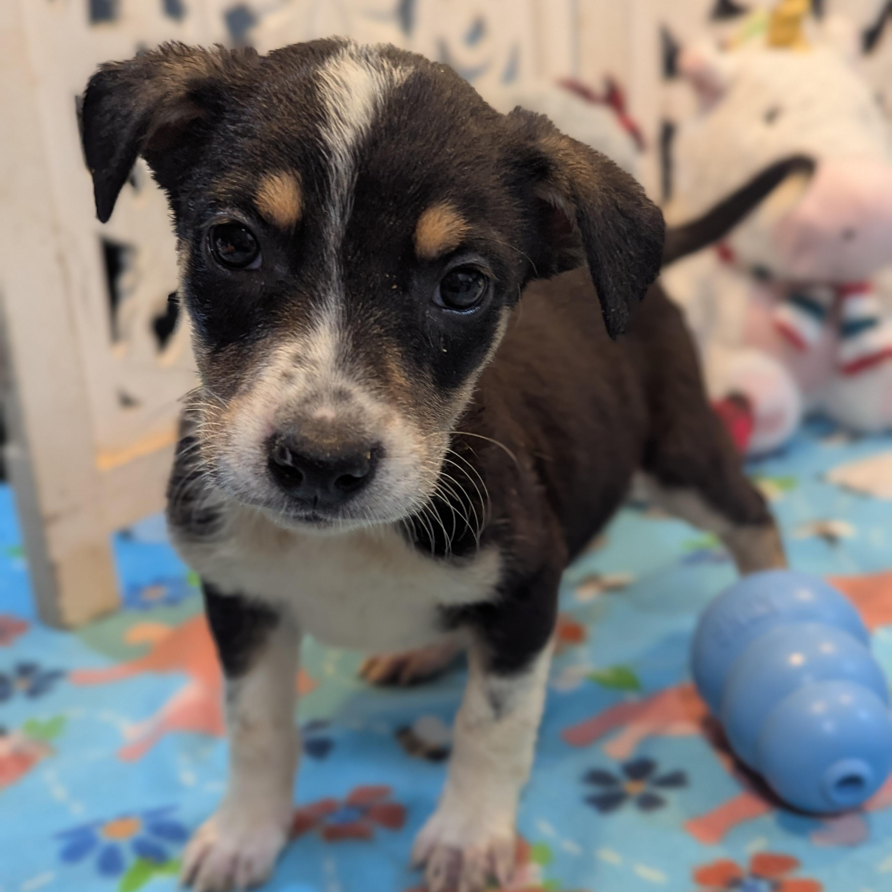 Dog for adoption - Killian, a Parson Russell Terrier & Miniature ...