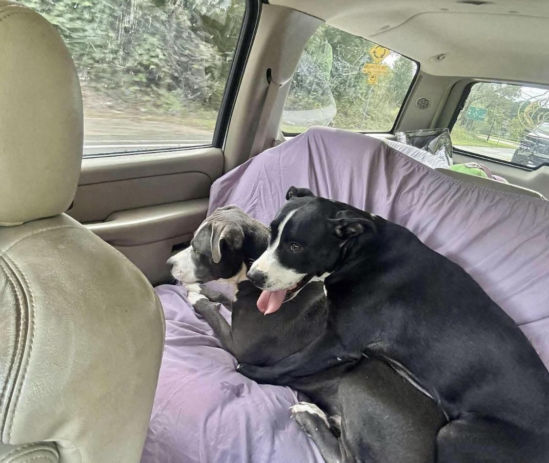 Dog for adoption - Moco & Choco, a Mixed Breed in atlanta, GA | Petfinder