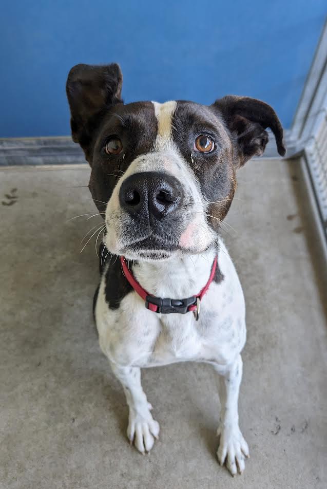 ADOPT - Whatcom Humane Society