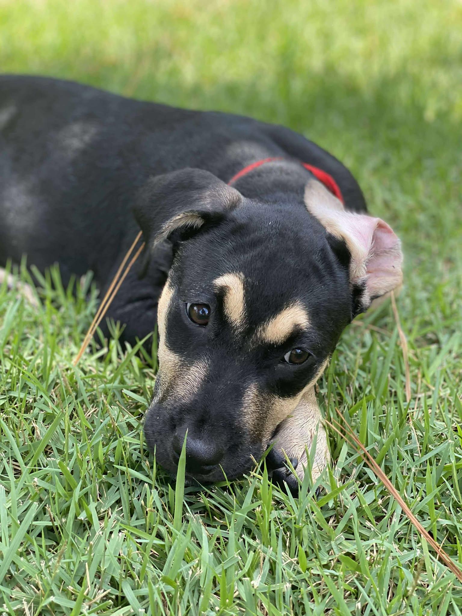 Dog for adoption - TIANA, a Shepherd Mix in Falls Church, VA | Petfinder