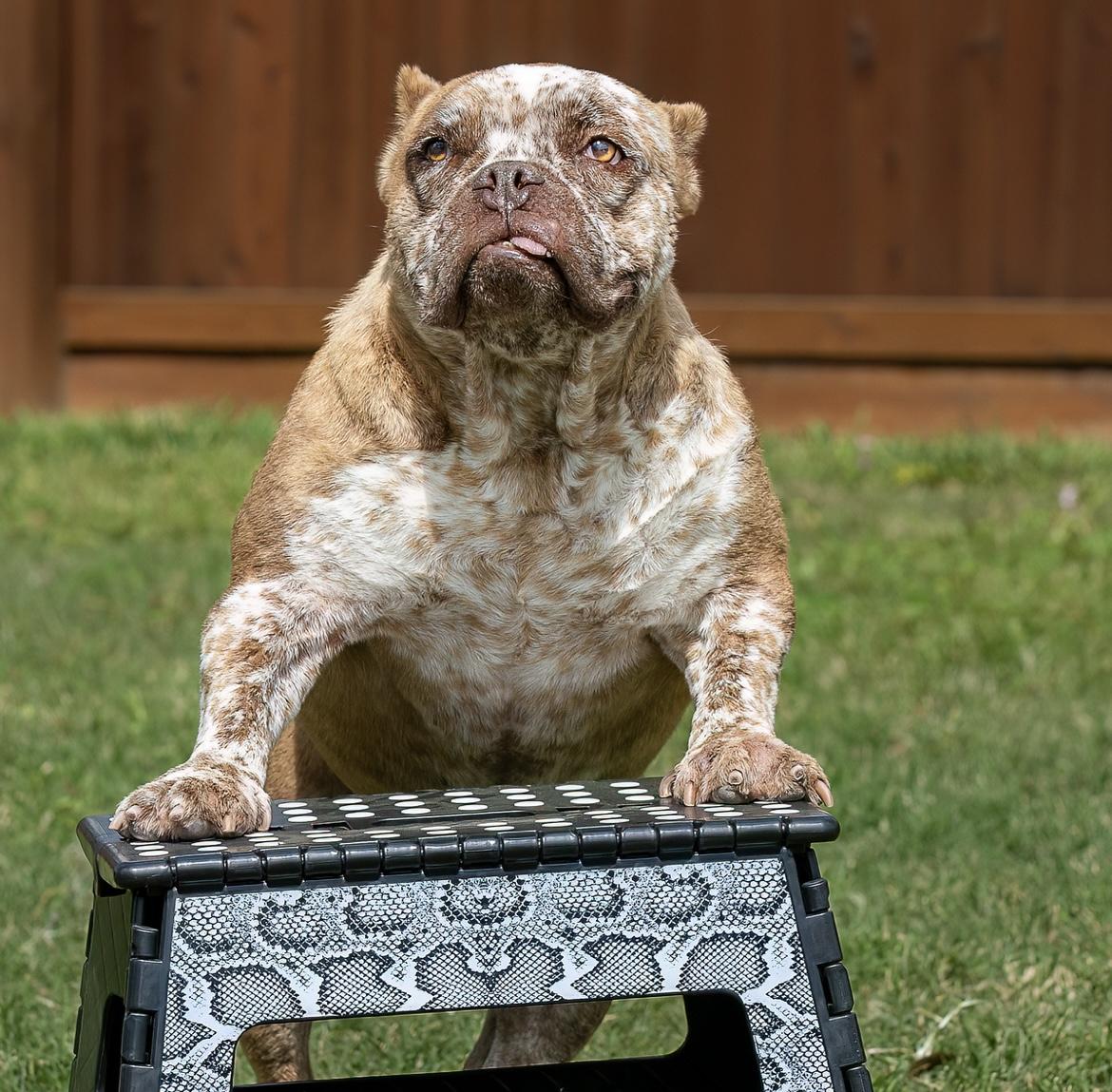 Dog for adoption - Pablo, an American Bulldog in Seattle, WA | Petfinder