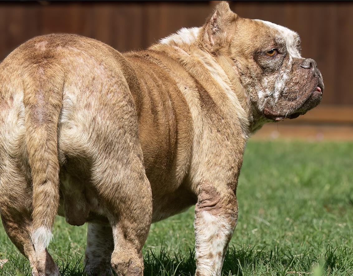 Dog for adoption - Pablo, an American Bulldog in Seattle, WA | Petfinder