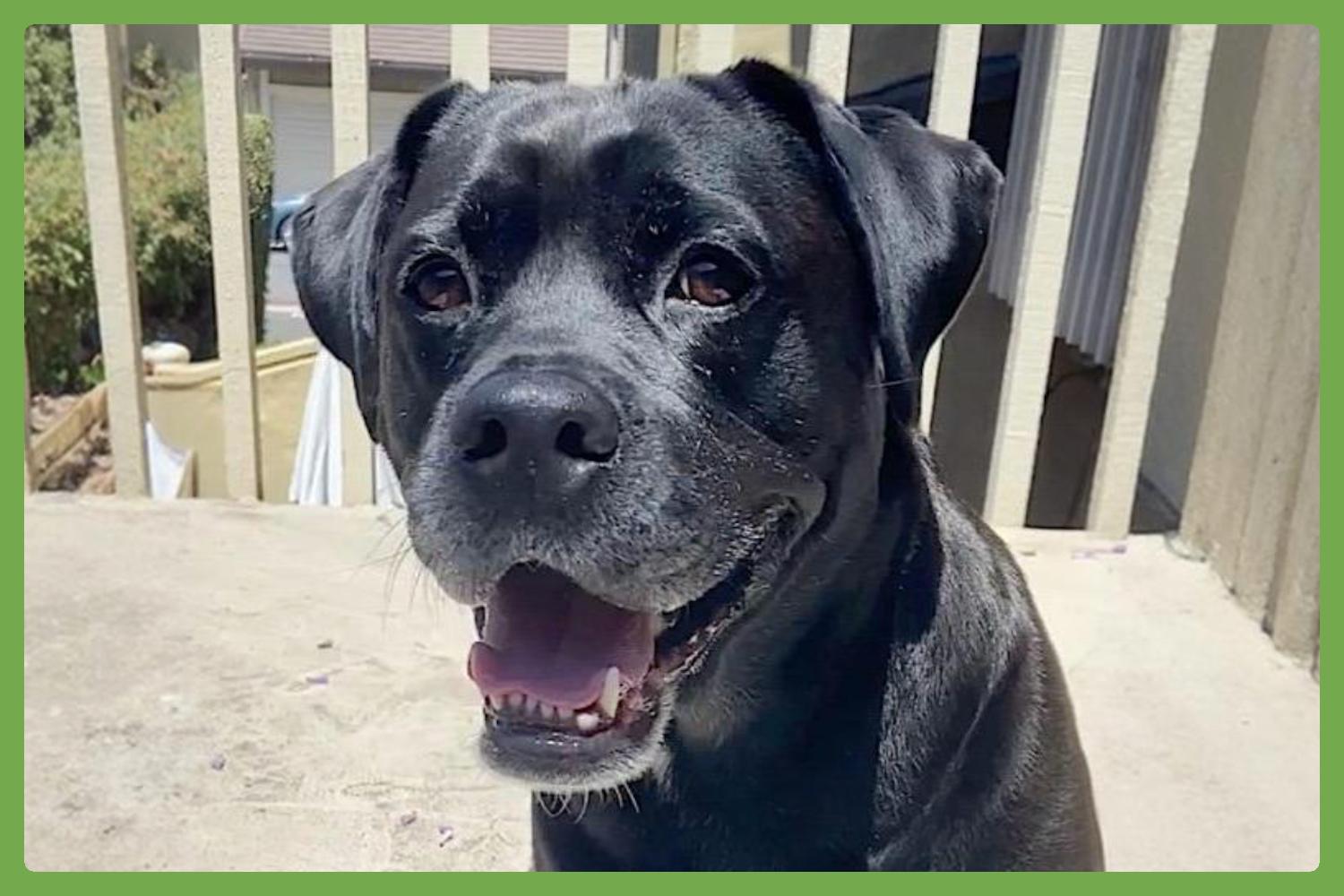 Dog for adoption - Osane, an English Bulldog & Labrador Retriever Mix ...