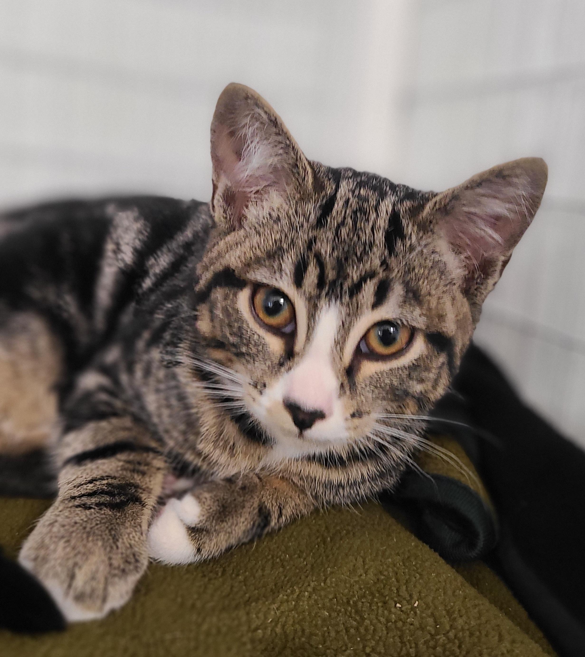 Cataline, Cora & Mia - Adoptable Pet | Petfinder | Petfinder