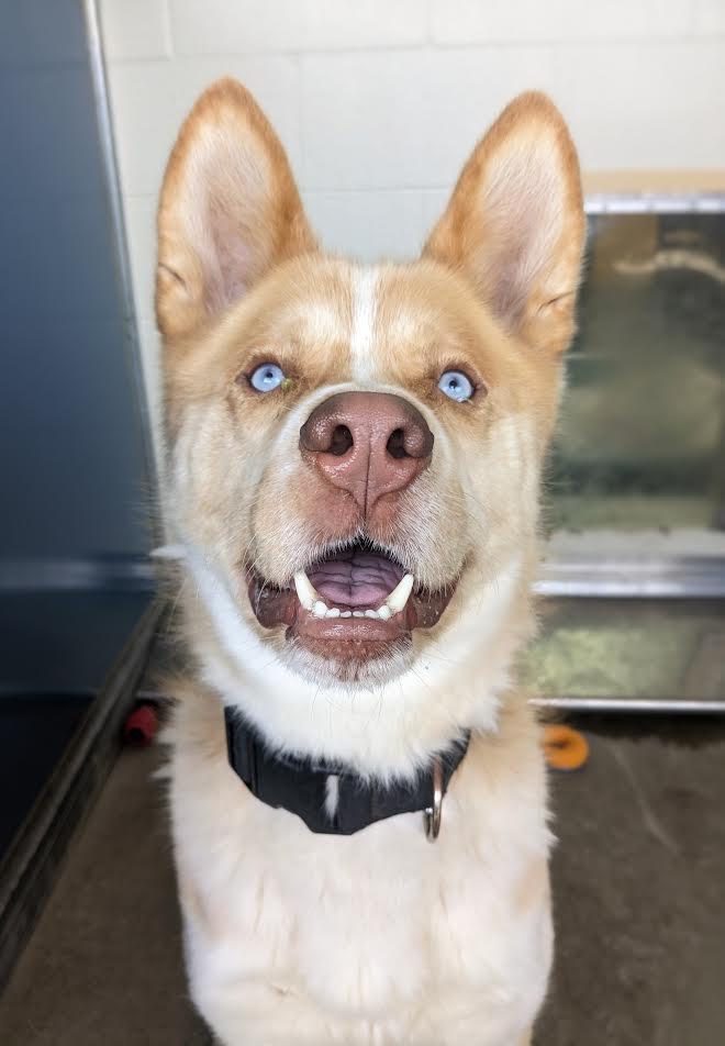 ADOPT - Whatcom Humane Society