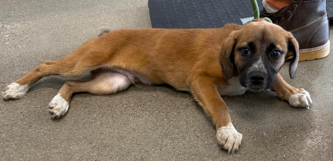 Dog for adoption - Quinlan, a Mixed Breed in Ashland, KY | Petfinder