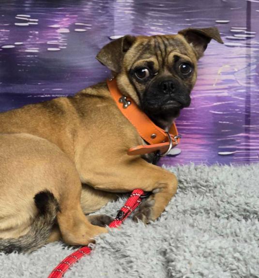 Dog for adoption - Bruno, a Pug in Boulder, CO | Petfinder