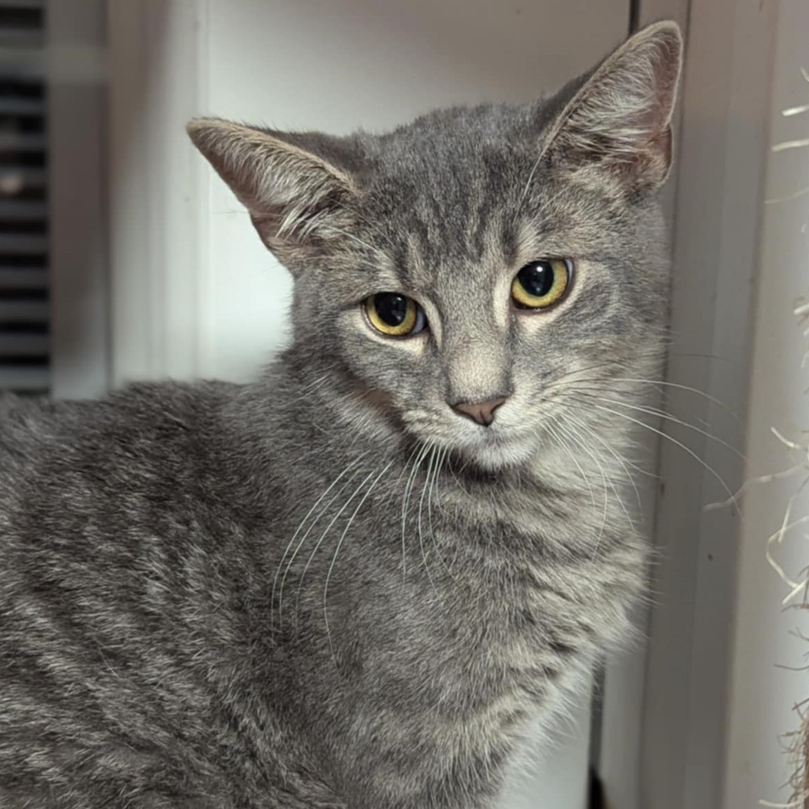 Cat for adoption - Jacket, a Tabby in Knox, PA | Petfinder