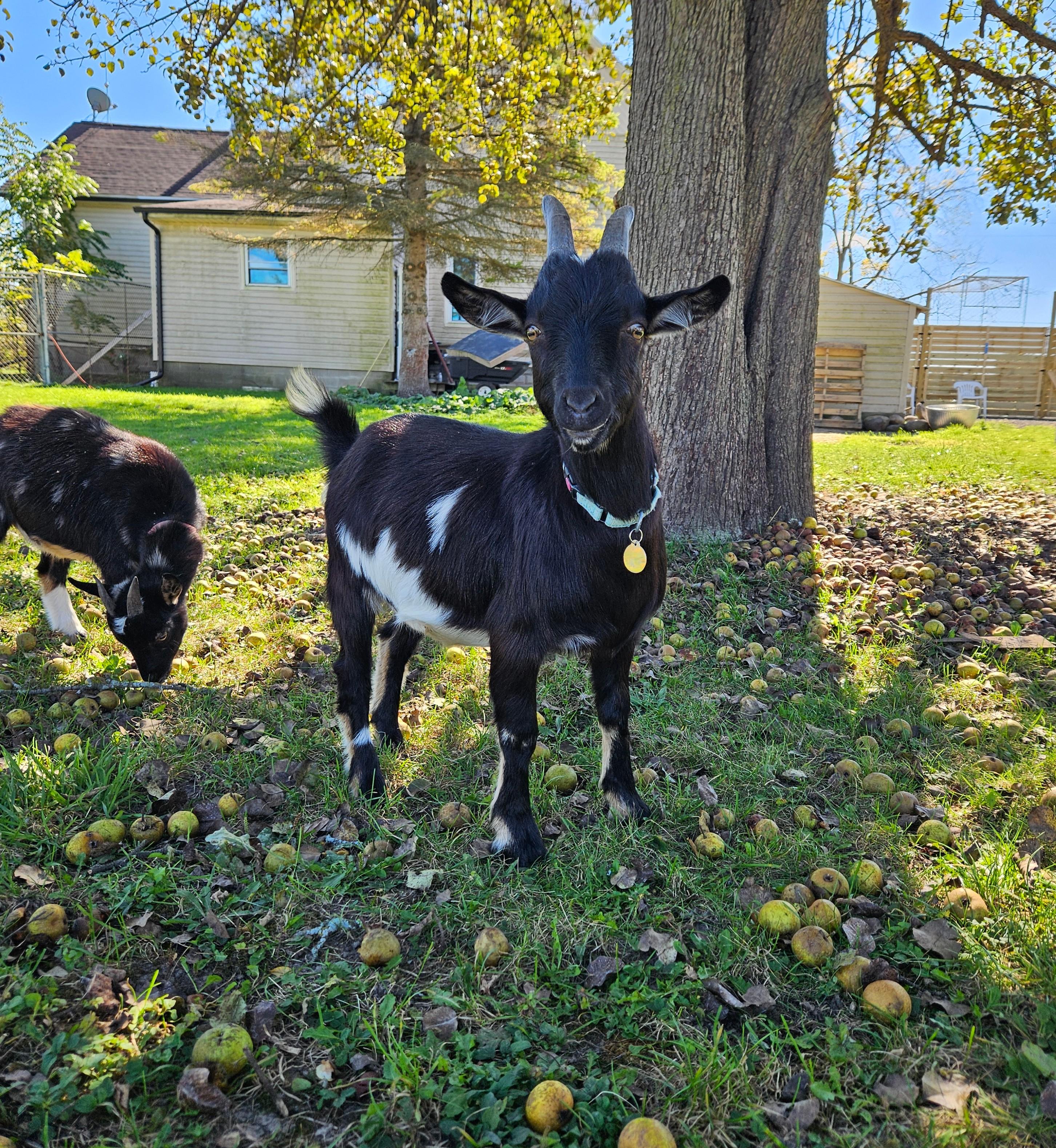 Goat for adoption - Bob, a Nigerian Dwarf in CLINTON TOWNSHIP, MI ...