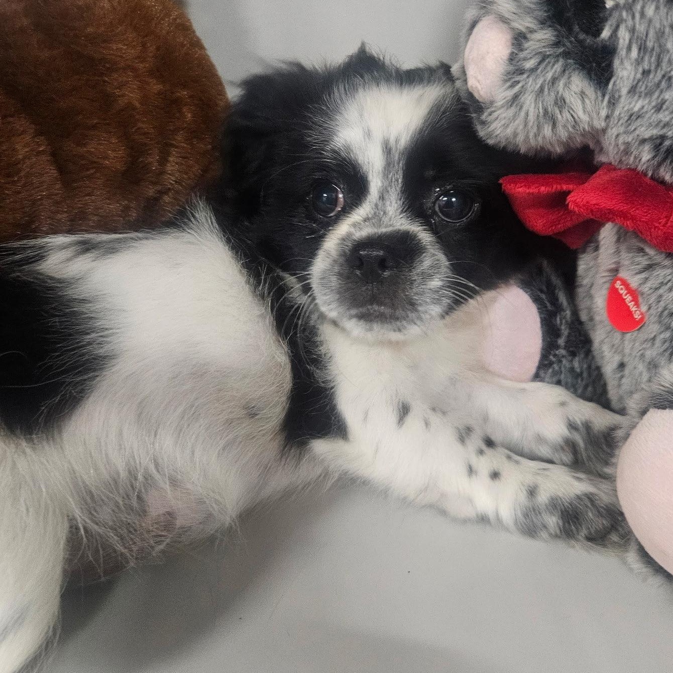 Dog for adoption - Josh, a Shih Tzu Mix in Hartford, CT | Petfinder