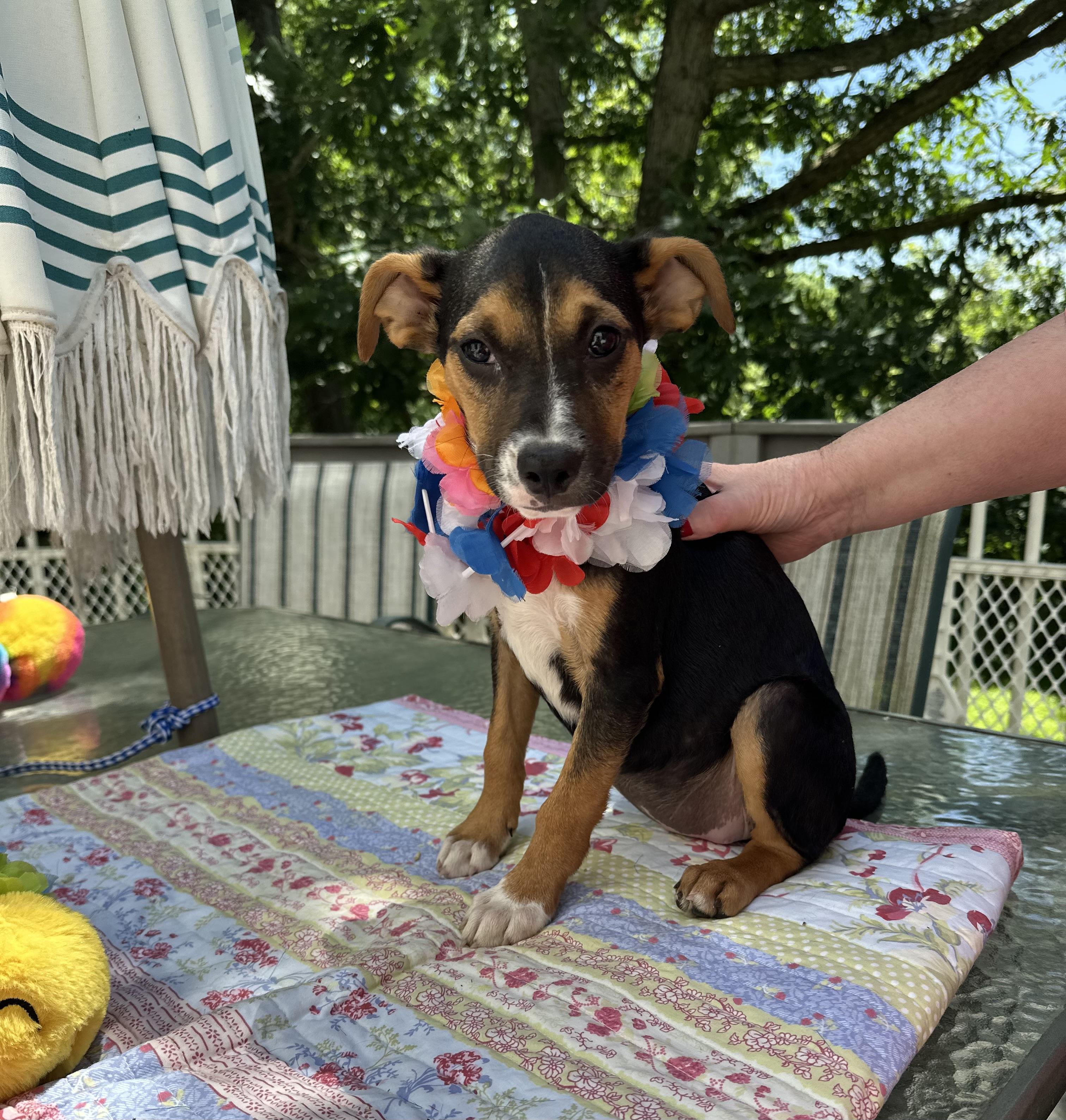 Dog for adoption - Flori - [ ] Saturday Pet Supplies Plus 1-3- 5348 ...