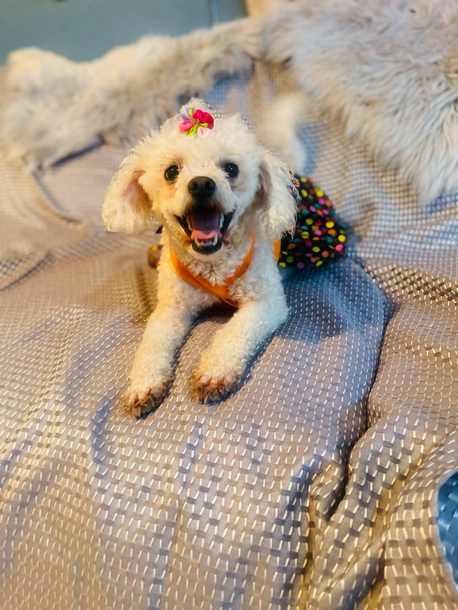Dog for adoption - Monique, a Miniature Poodle & Pug Mix in San Diego ...