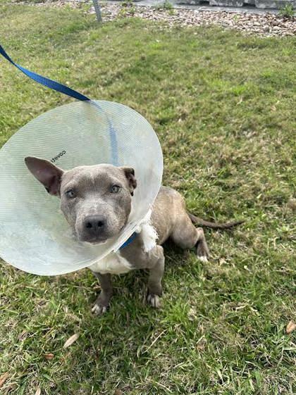 Dog for adoption - Guiness (150278), a Pit Bull Terrier Mix in Baton ...