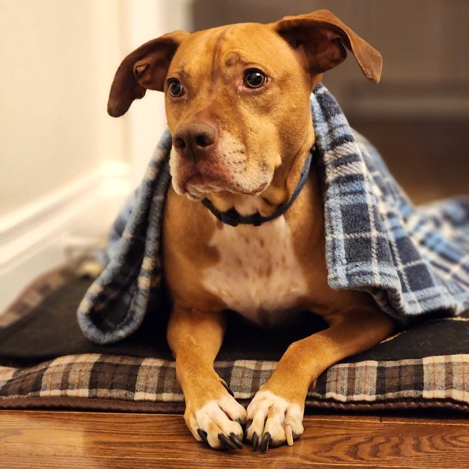 Dog for adoption - Tucker, a Boxer Mix in Orangeville, ON | Petfinder