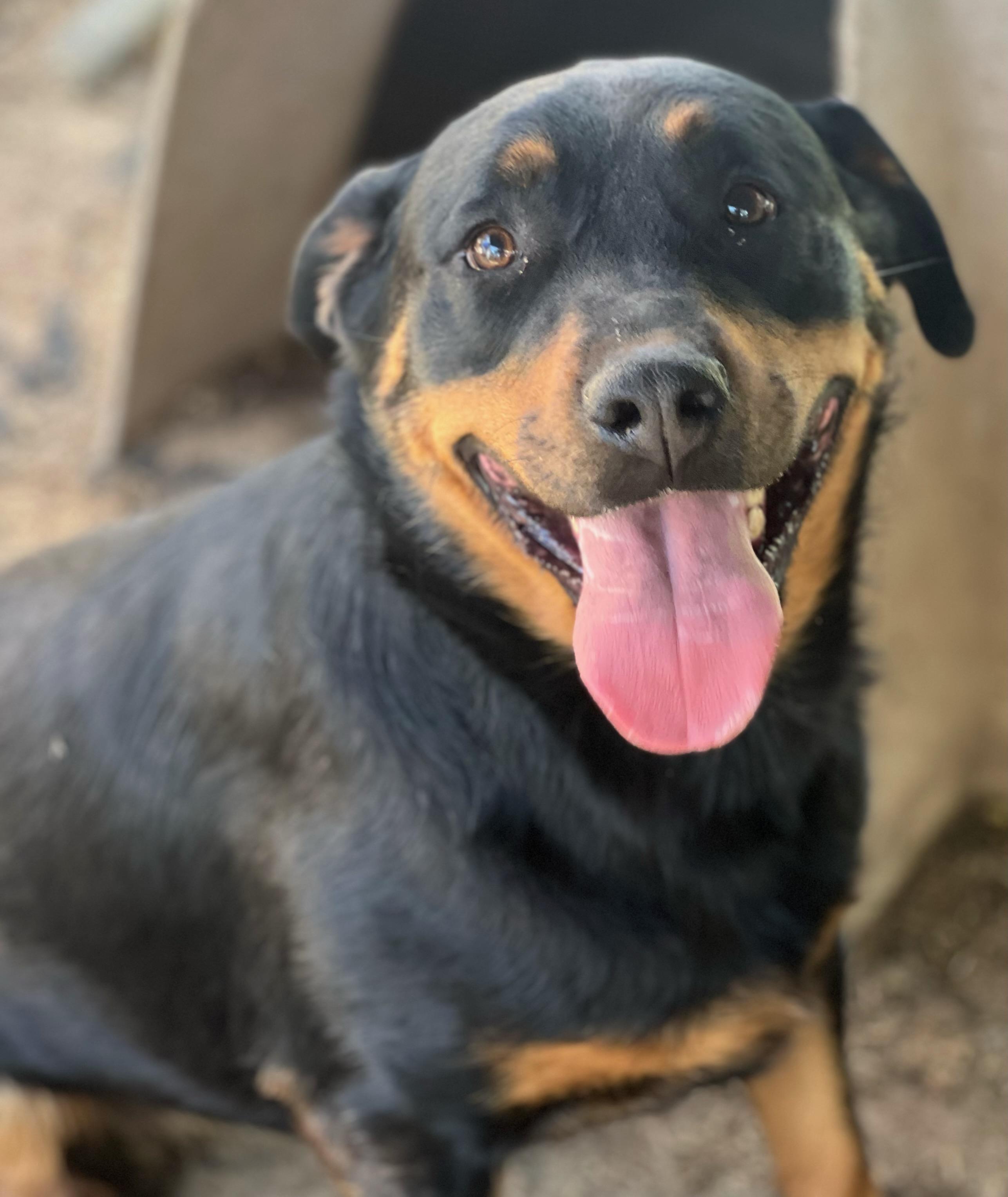 Dog for adoption - Phoebe, a Rottweiler Mix in Chicago, IL | Petfinder