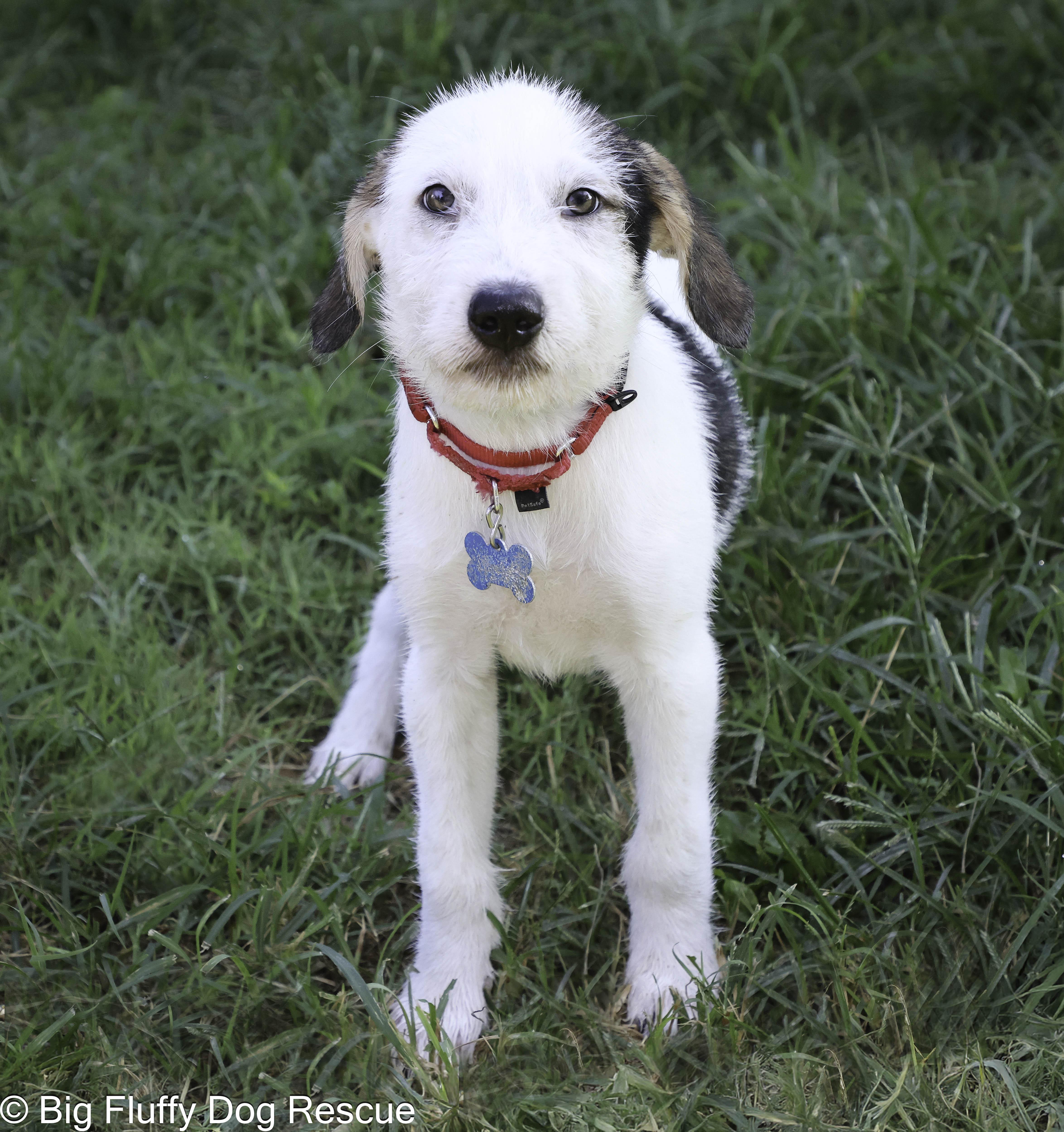 Dog for adoption - Agatha, a Great Pyrenees Mix in Elkridge, MD | Petfinder