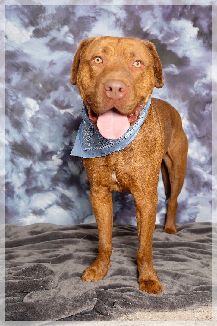 Dog for adoption - Axle , a Mastiff Mix in Lubbock, TX | Petfinder