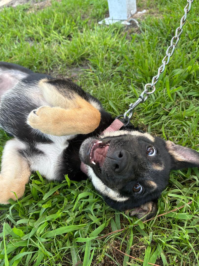 Dog for adoption - Zelina, a German Shepherd Dog & Husky Mix in ...