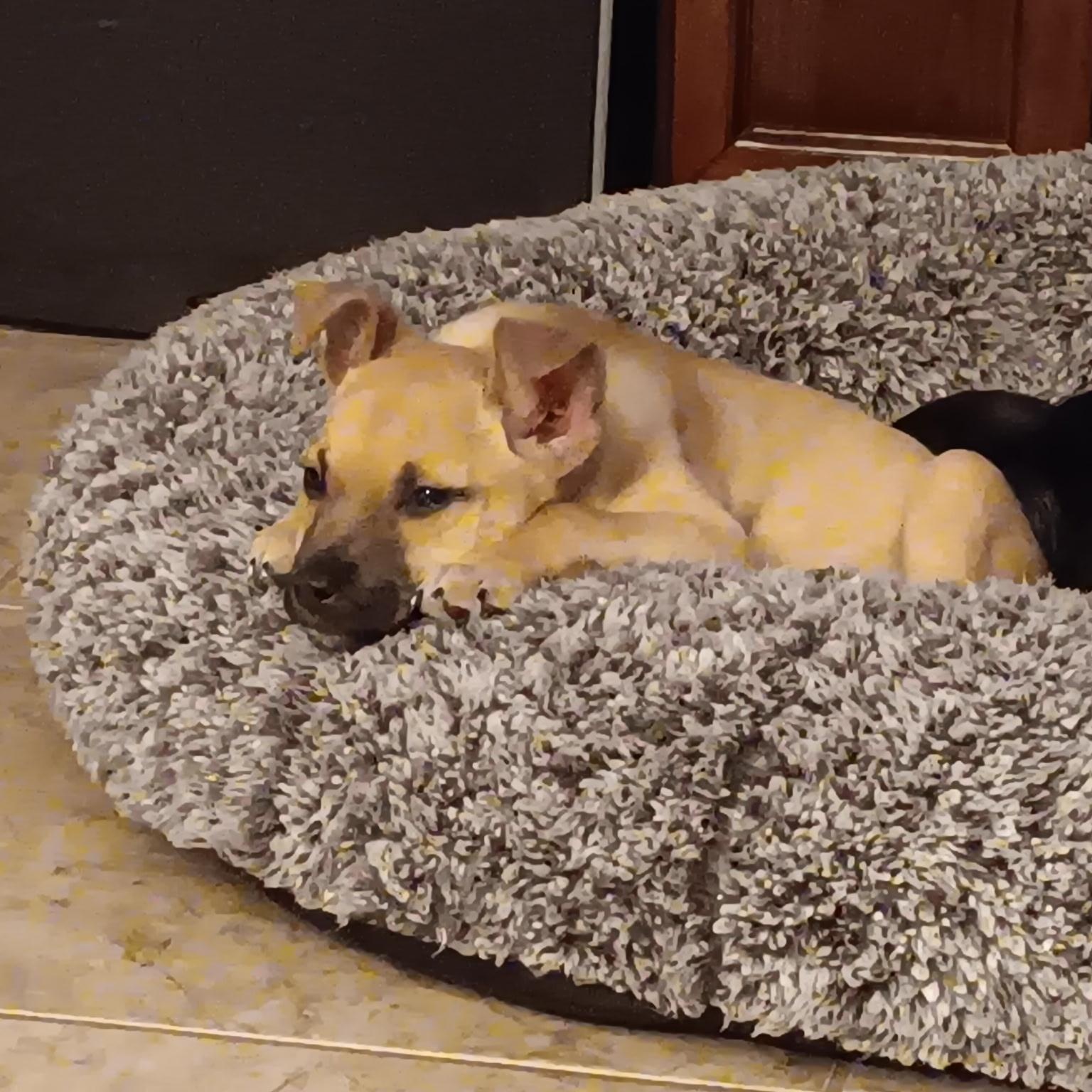 Dog for adoption - Rosco PC, a Terrier in Whitestown, IN | Petfinder