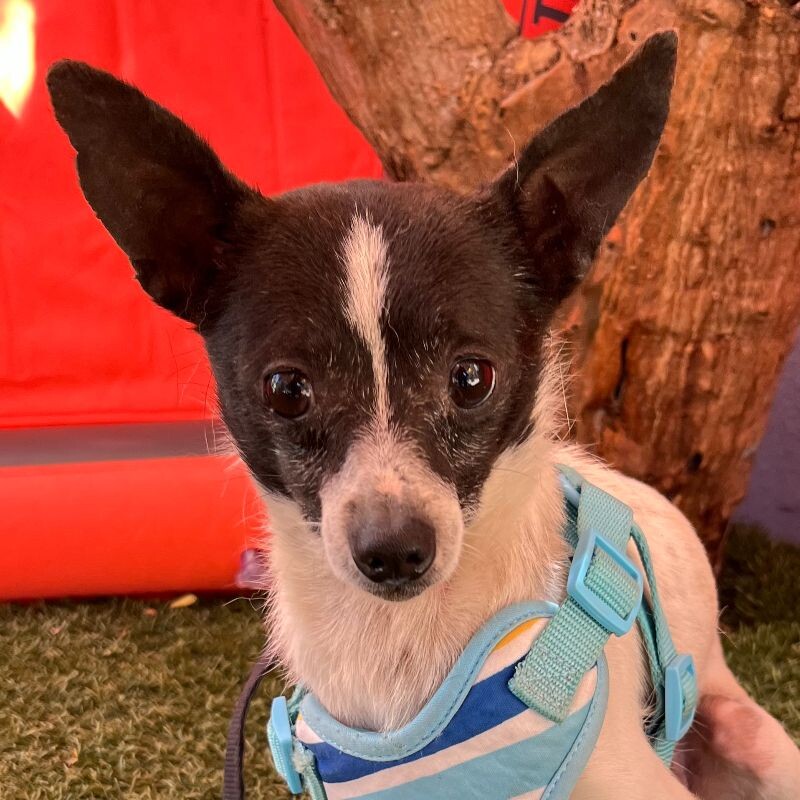 Dog for adoption - Gecko, a Rat Terrier Mix in Sunnyvale, CA | Petfinder