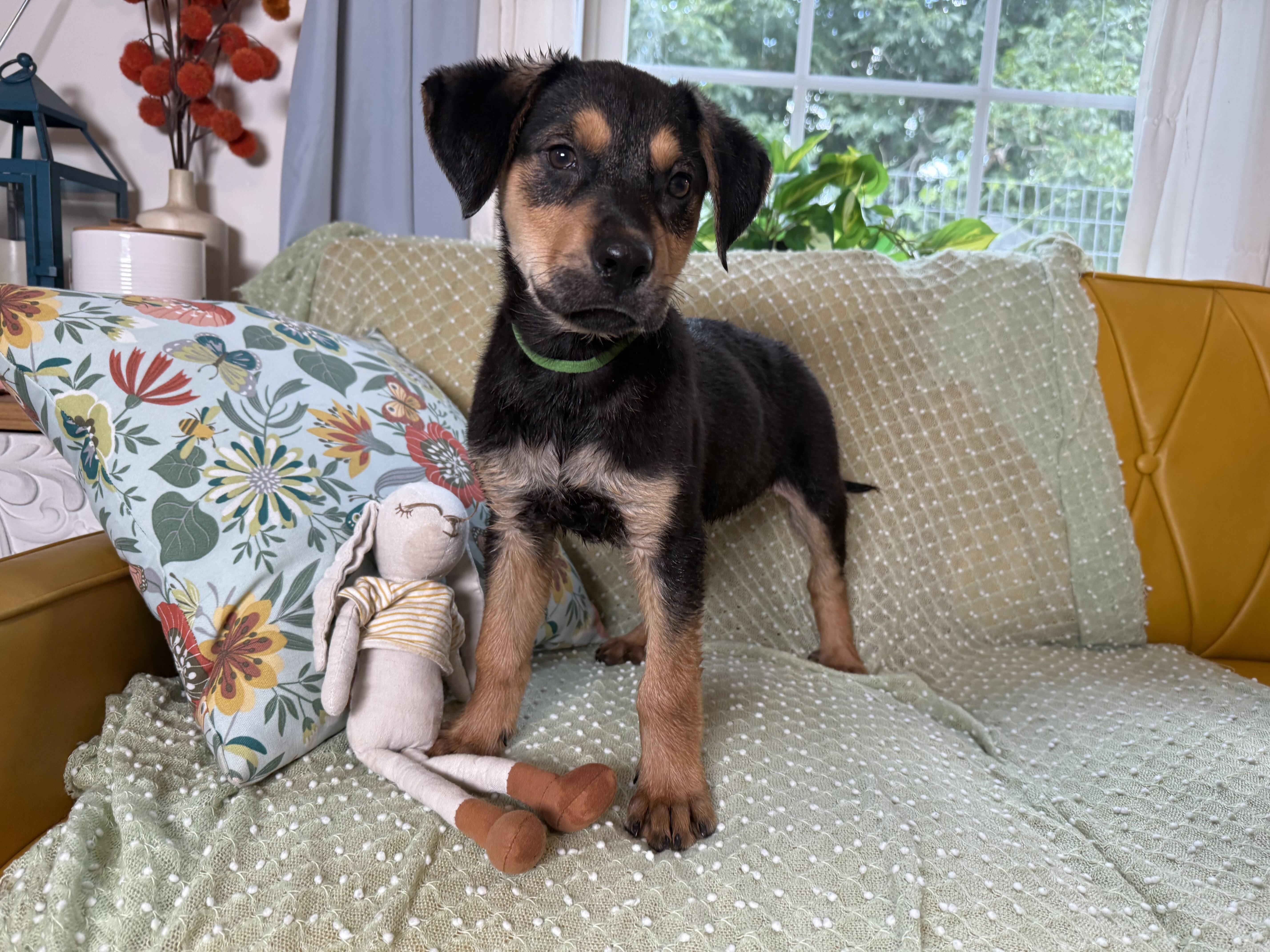 Dog for adoption - Louie Russell, a Rottweiler & Labrador Retriever Mix ...
