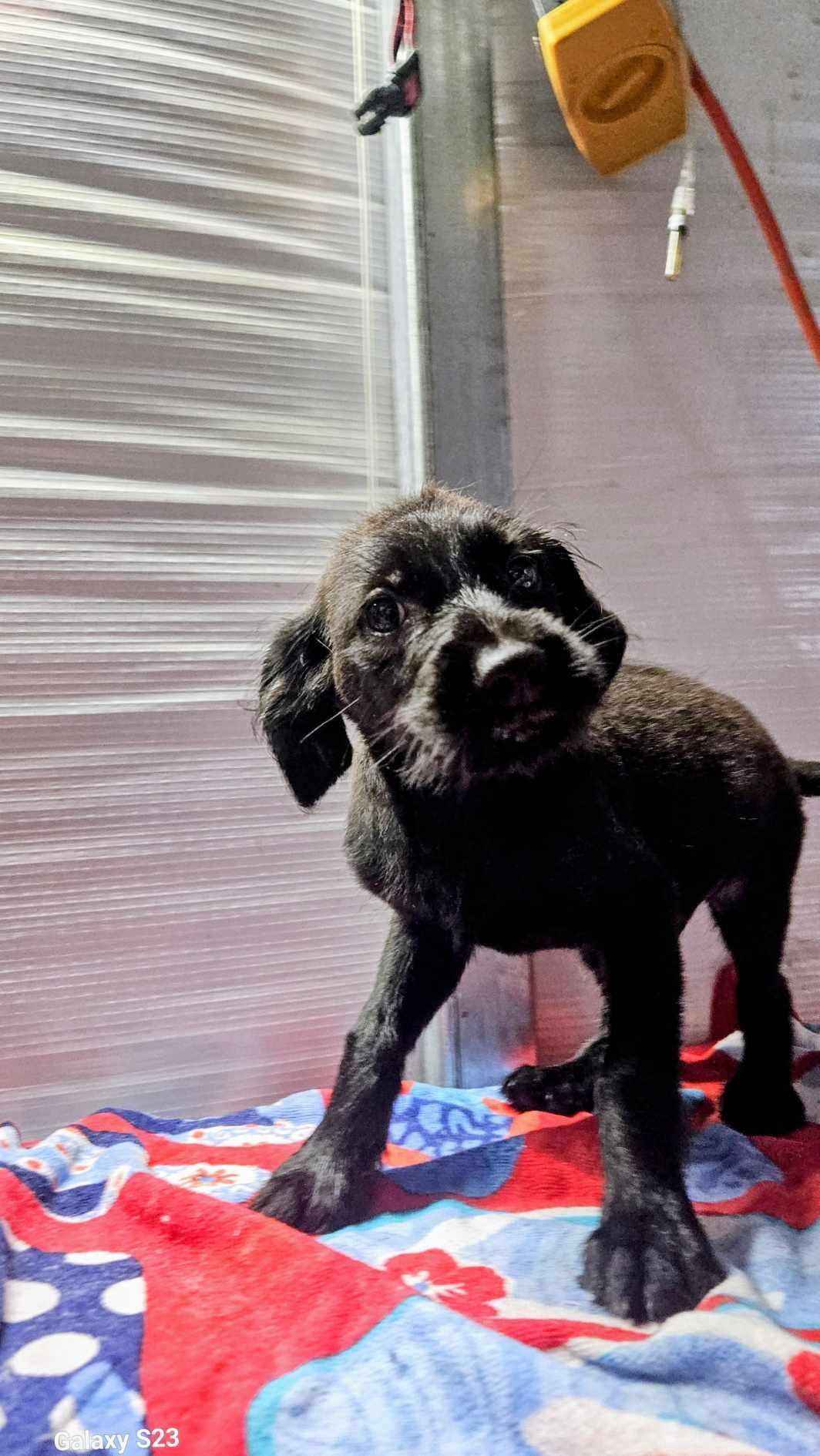 Dog for adoption - Dexter, a Wirehaired Terrier Mix in Merrick, NY ...