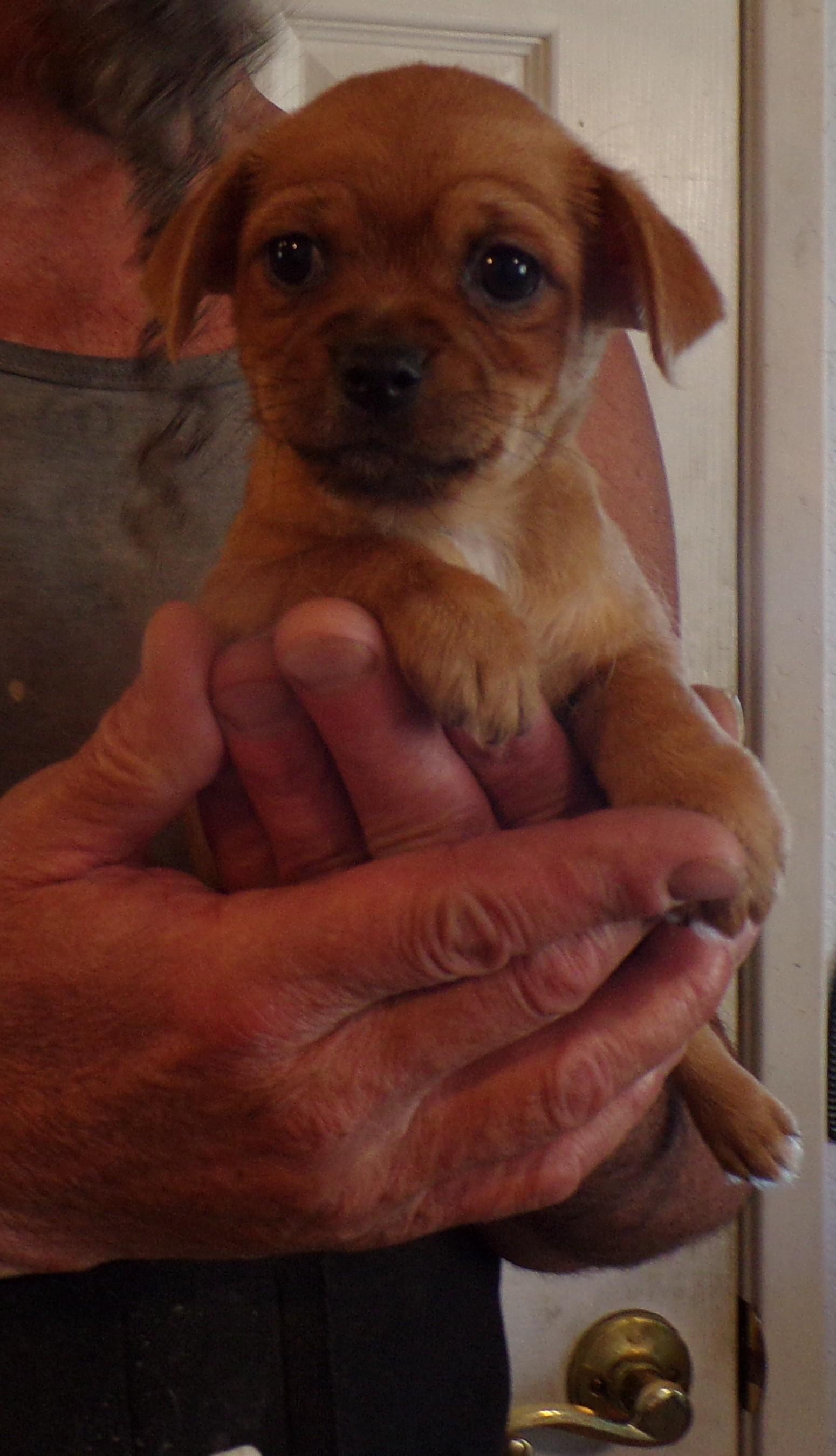 Dog for adoption - RUBY, a Chug Mix in Corona, CA | Petfinder