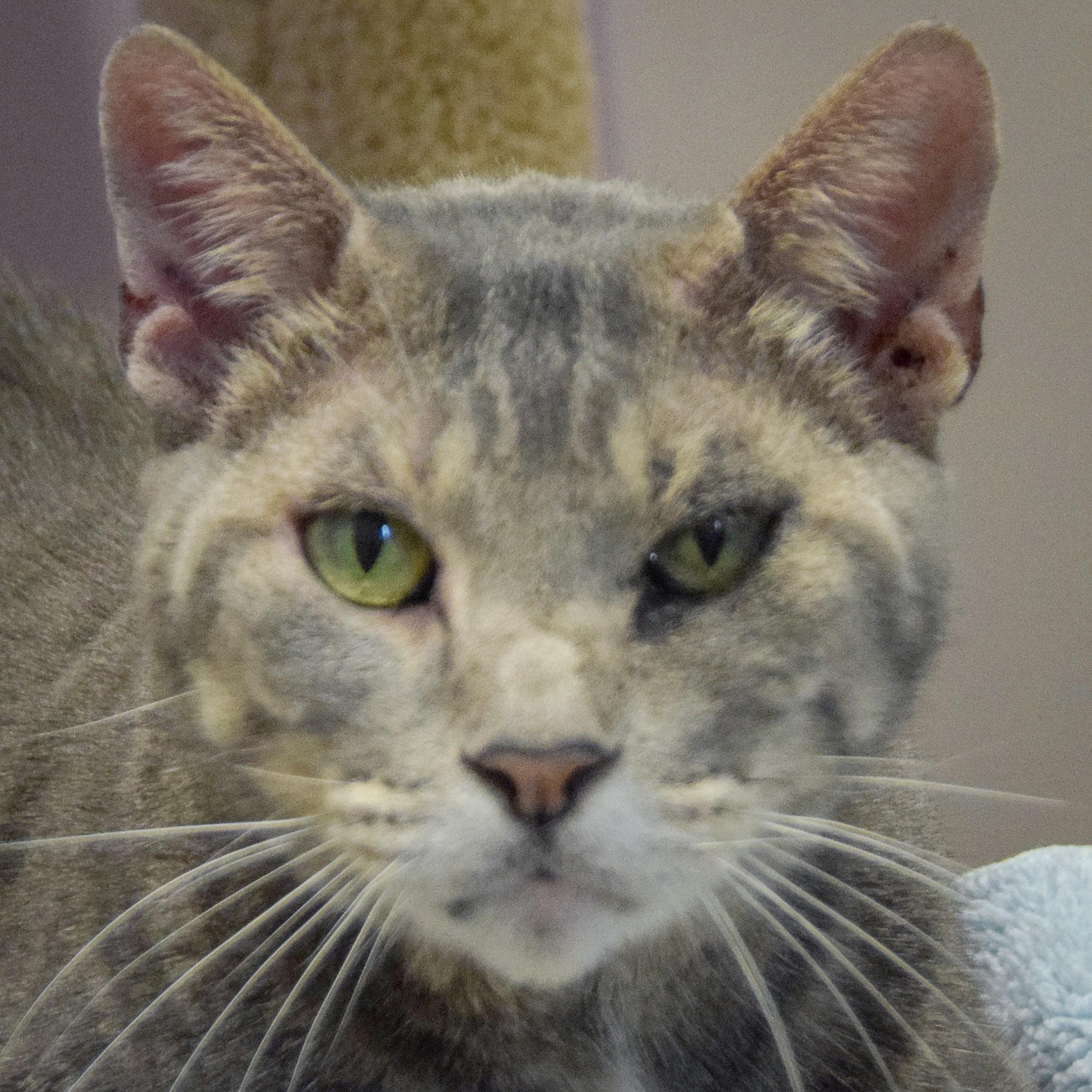 Cat for adoption - Smokey, a Tabby & Domestic Short Hair Mix in Huntley ...