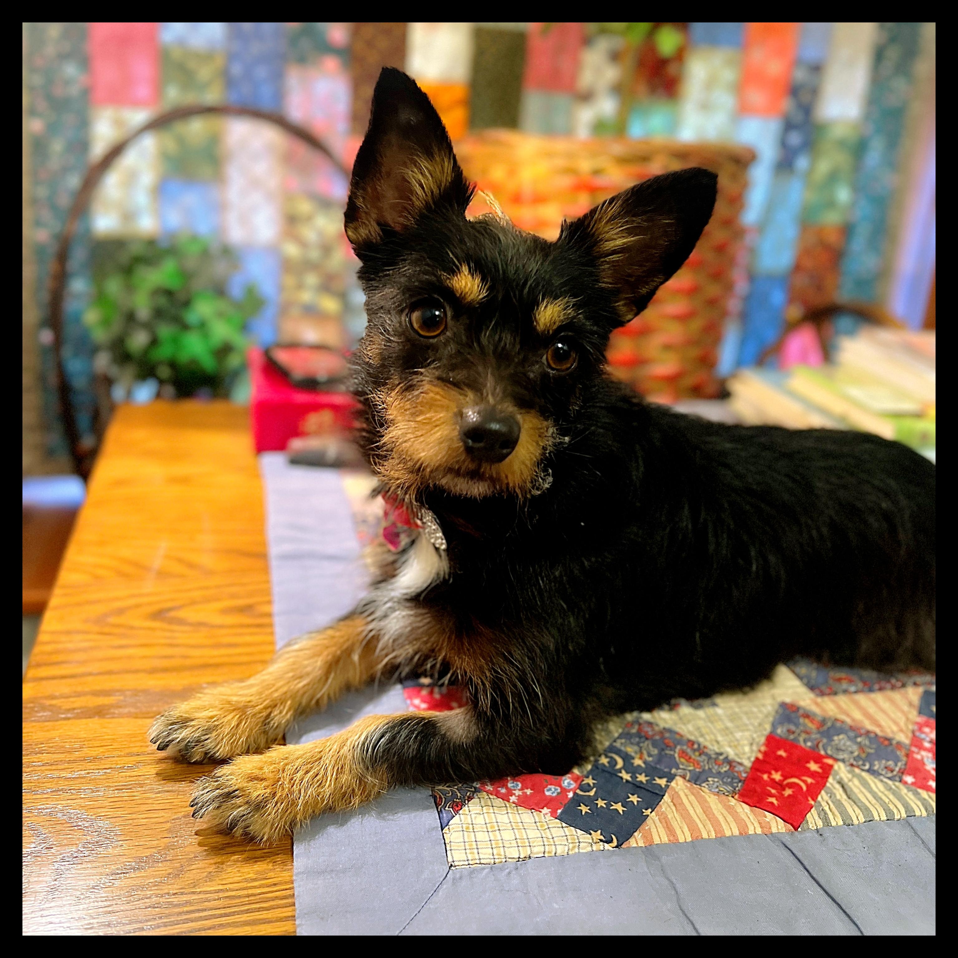 Callie Rose - Adoption Pending - Adoptable Pet | Petfinder | Petfinder