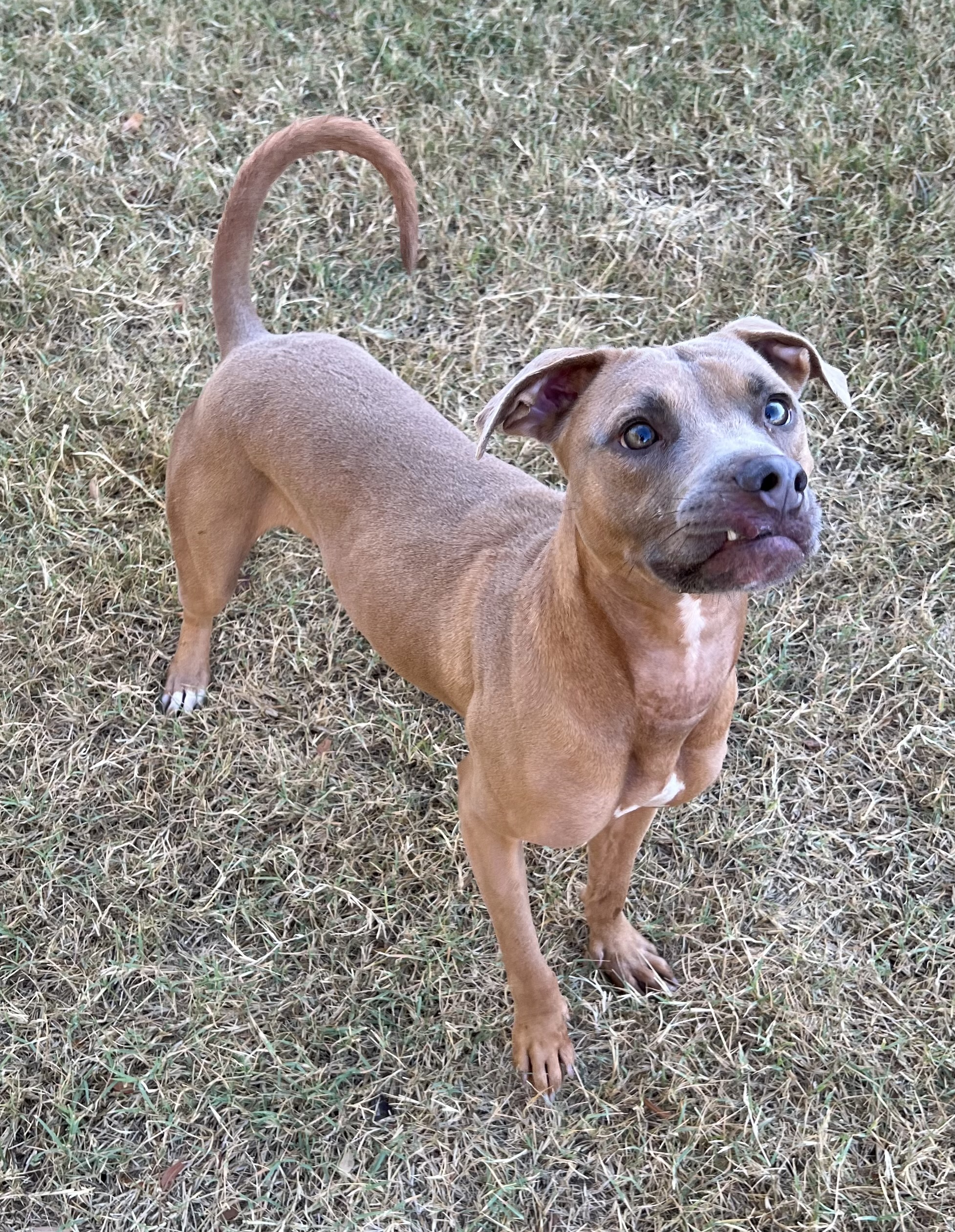 Dog for adoption - Booker, a Pit Bull Terrier & Vizsla Mix in Cheyenne, WY | Petfinder