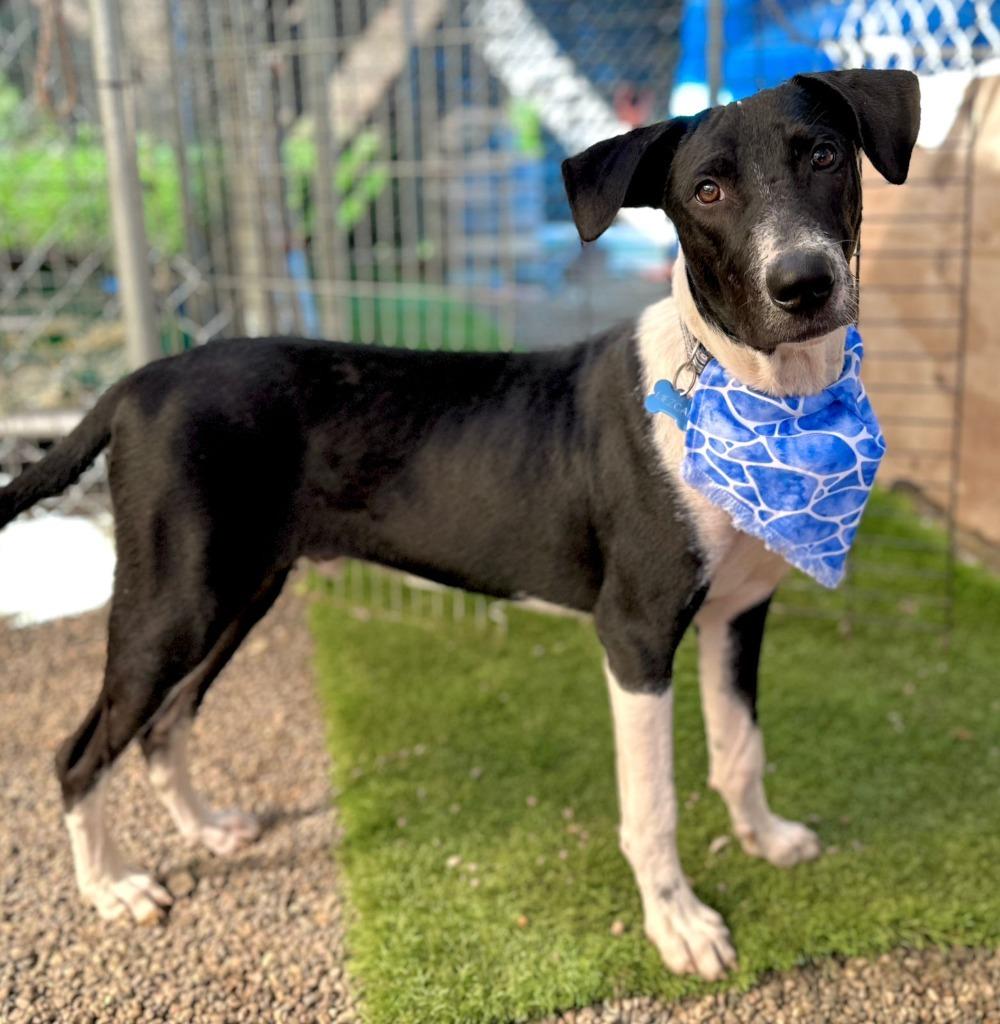 Dog for adoption - Mezcal, a Mixed Breed in Santa Barbara, CA | Petfinder