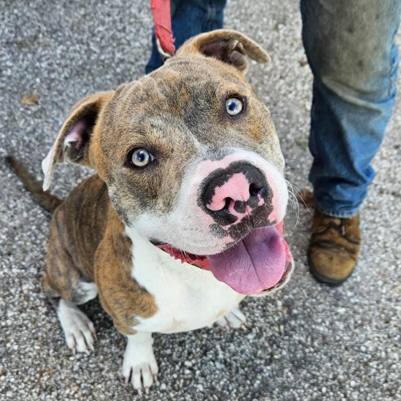 Dog for adoption - Bob Barker Your Loyal Best Friend, a Pit Bull ...