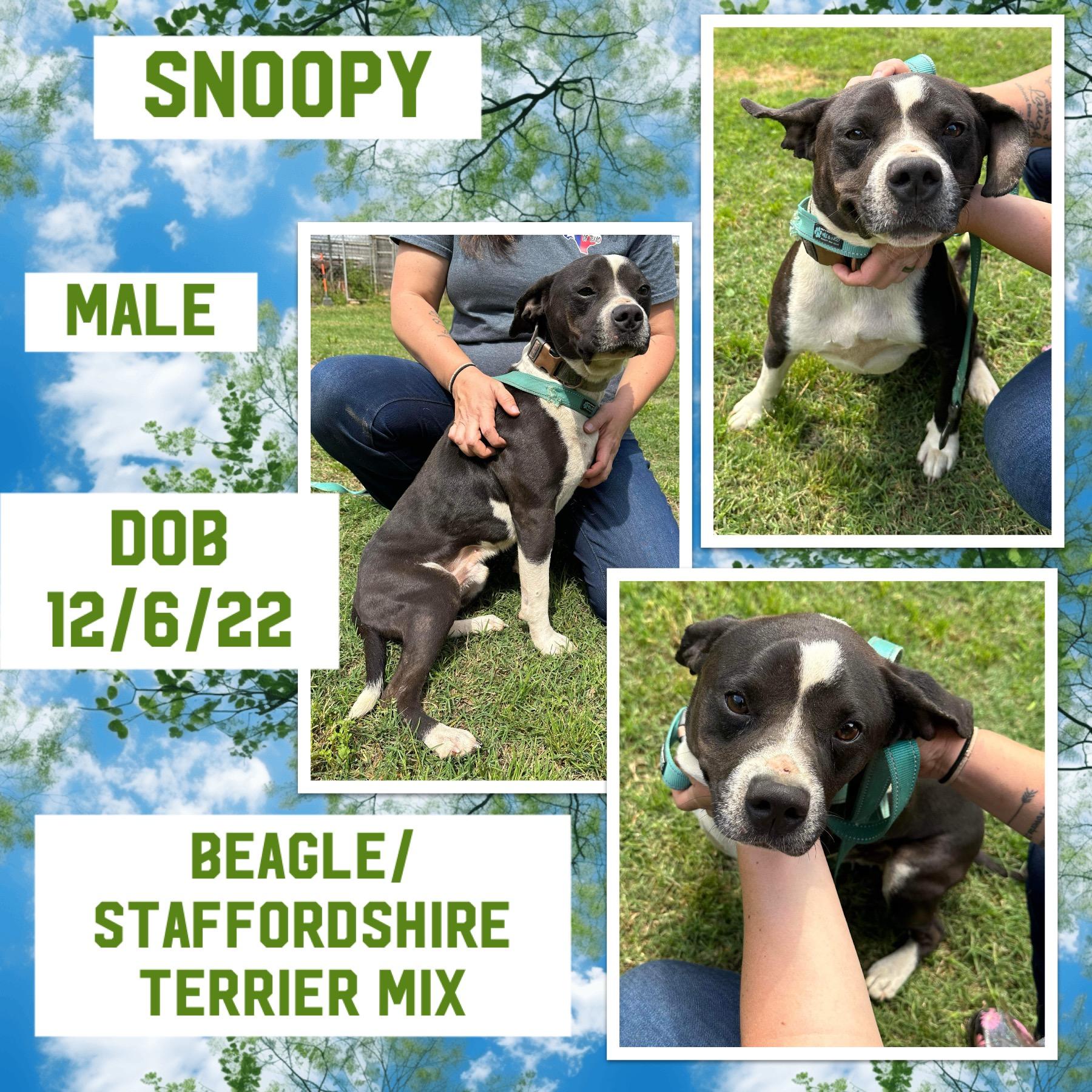 Dog for adoption - Snoopy, a Beagle & American Staffordshire Terrier ...